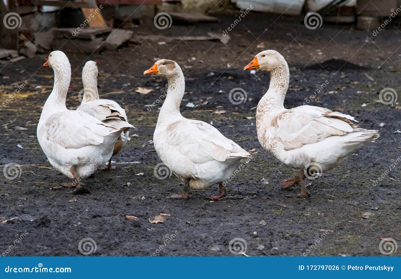 Goose in yard stock photo. Image of food, poultry, group - 172797026