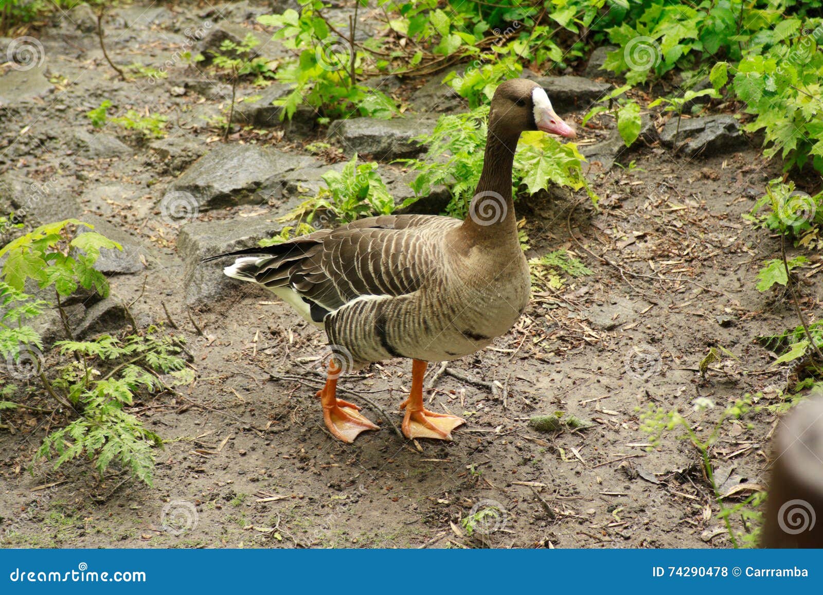 Goose in the zoo stock photo. Image of close, nature - 74290478