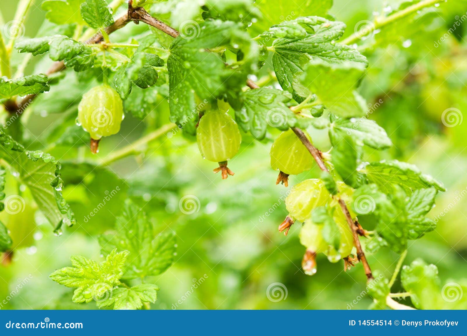 Gooseberries stock photo. Image of food, conservation - 14554514