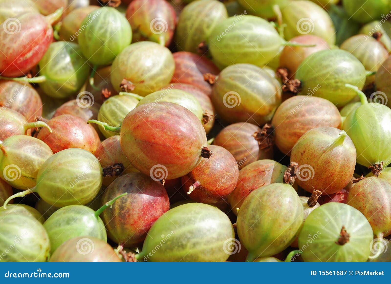 Gooseberries stock image. Image of frame, pile, organic - 15561687