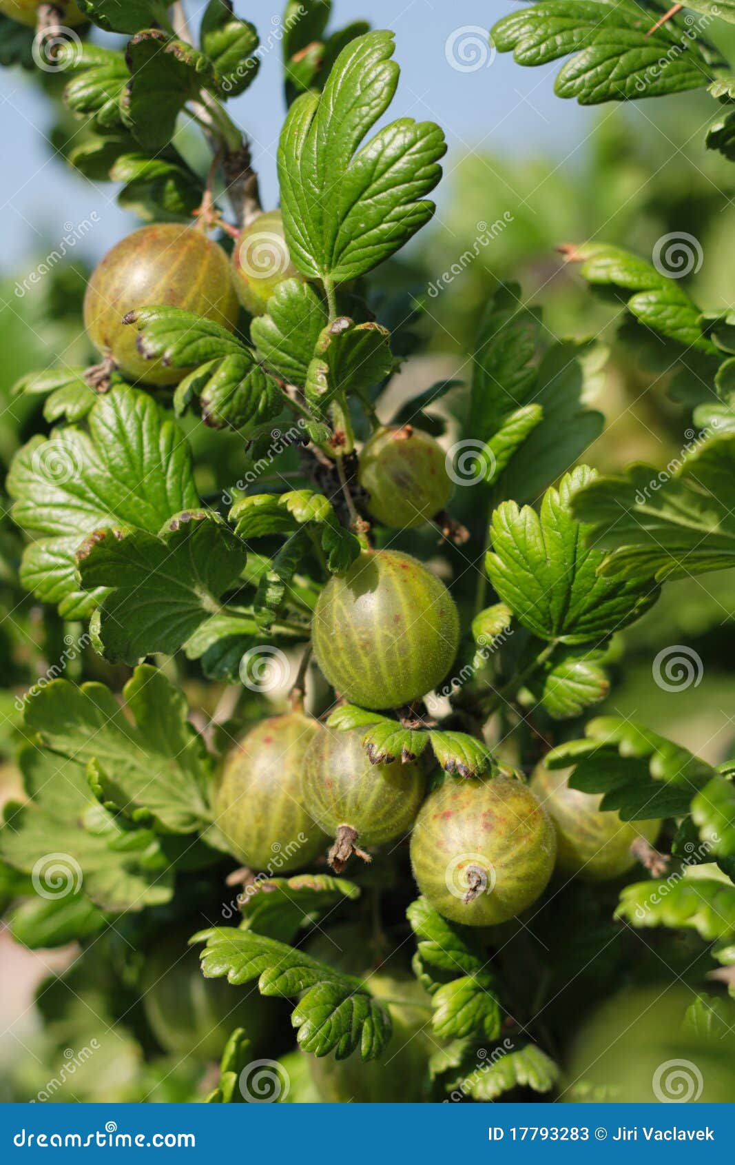 Gooseberries stock image. Image of leaf, healthy, summer - 17793283