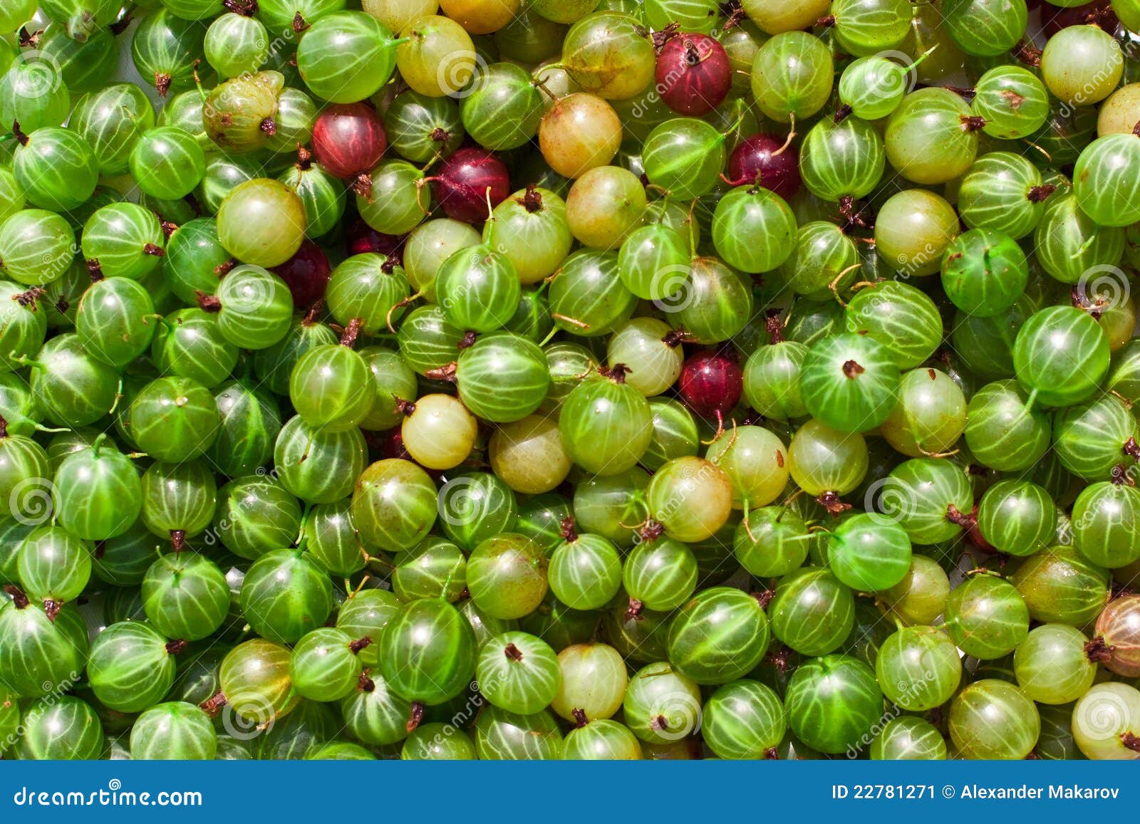 Gooseberries stock image. Image of backgrounds, eating - 22781271