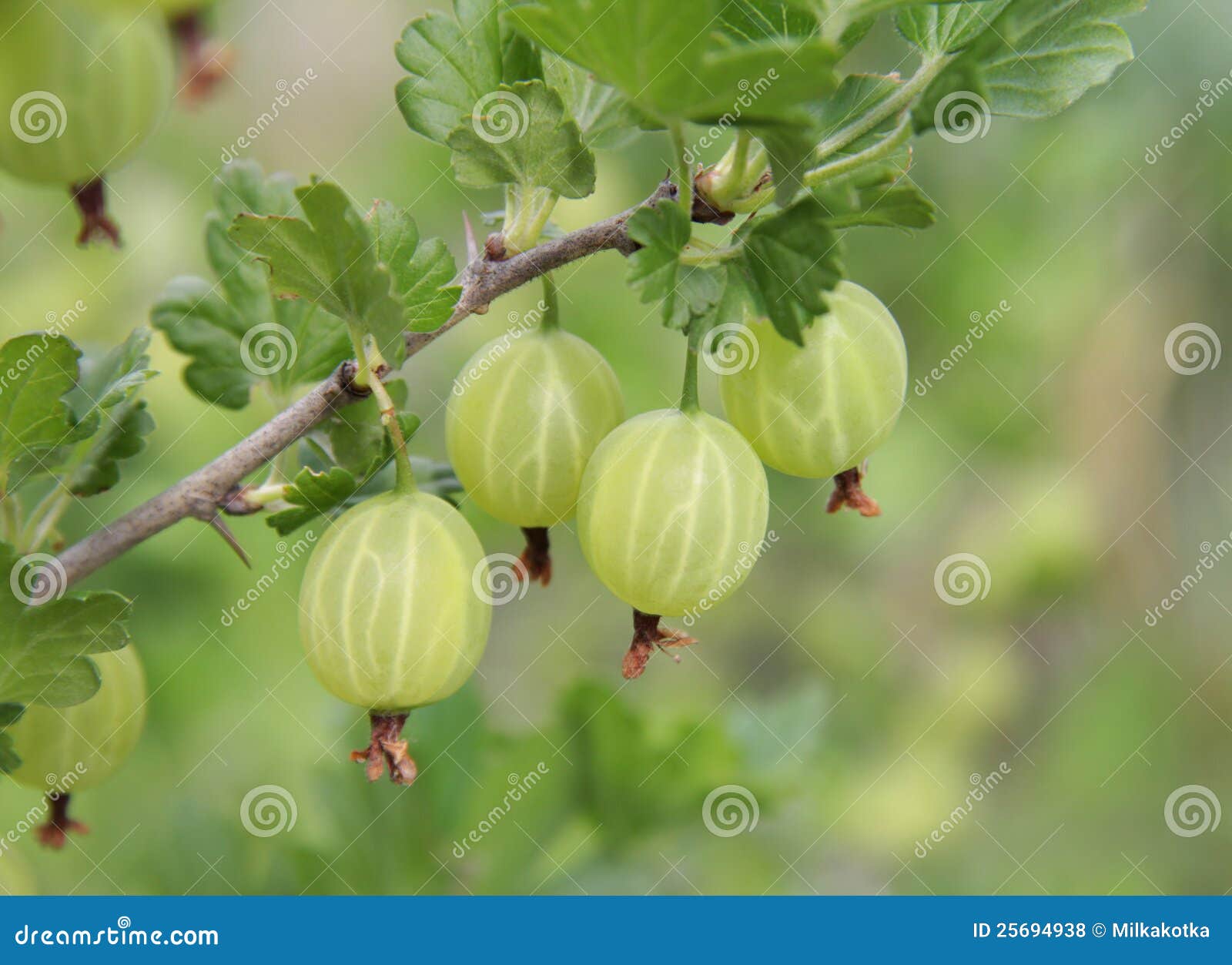 Gooseberries on a branch stock photo. Image of fruit - 25694938