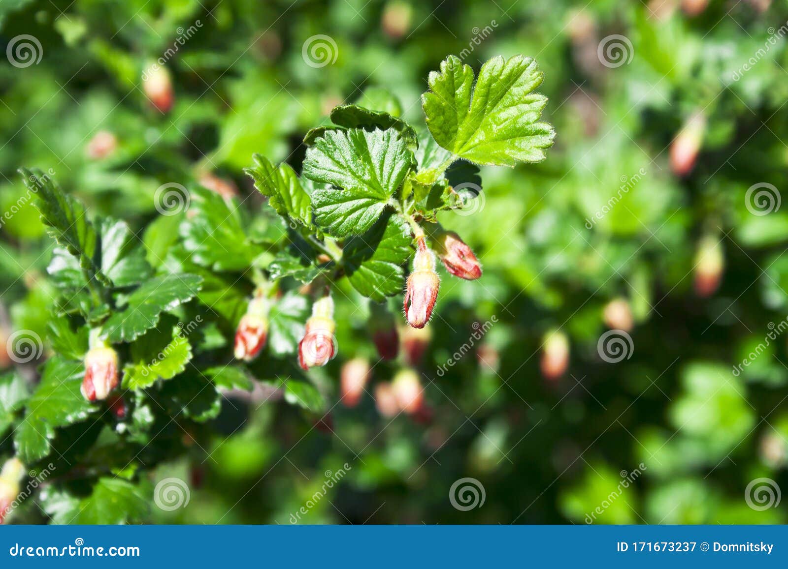 Gooseberries Flowers on a Branch Stock Image - Image of closeup, diet ...