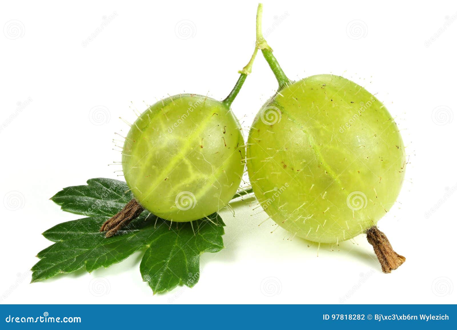 Gooseberries stock photo. Image of edible, green, cultivation - 97818282