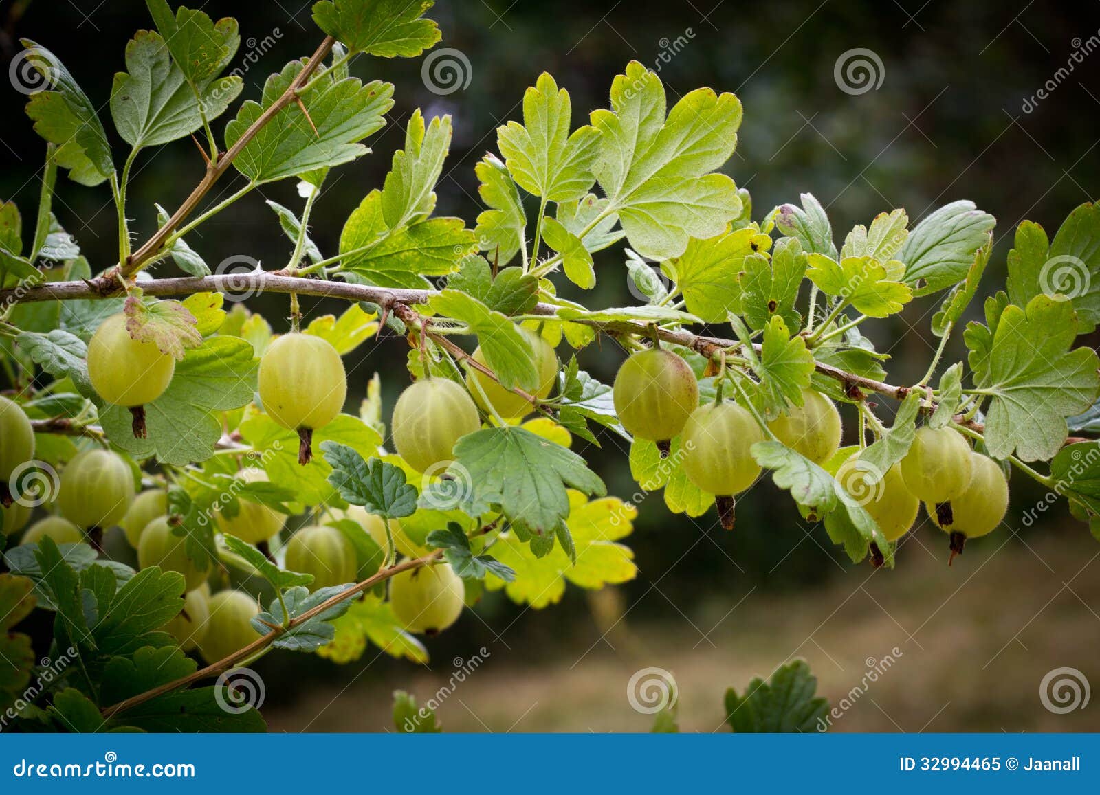 Gooseberry stock image. Image of harvest, crop, flavorful - 32994465