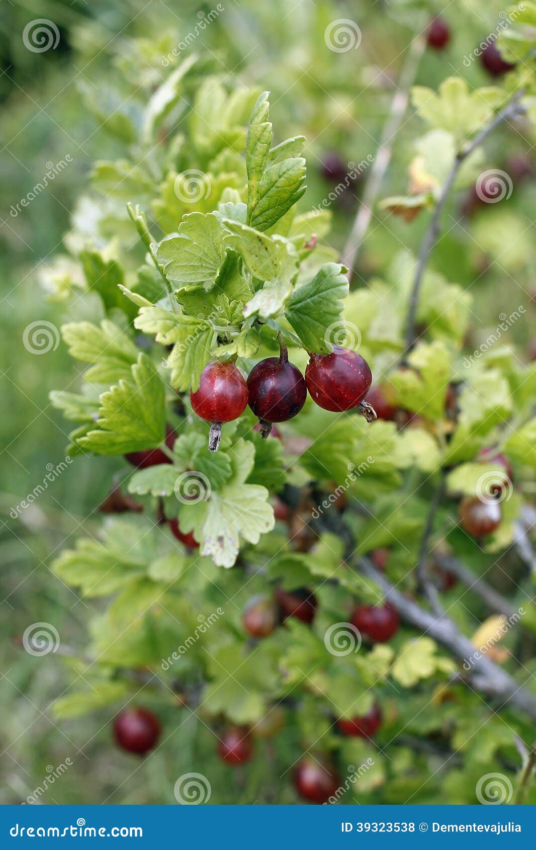 Gooseberries stock photo. Image of harvest, grow, gooseberry - 39323538