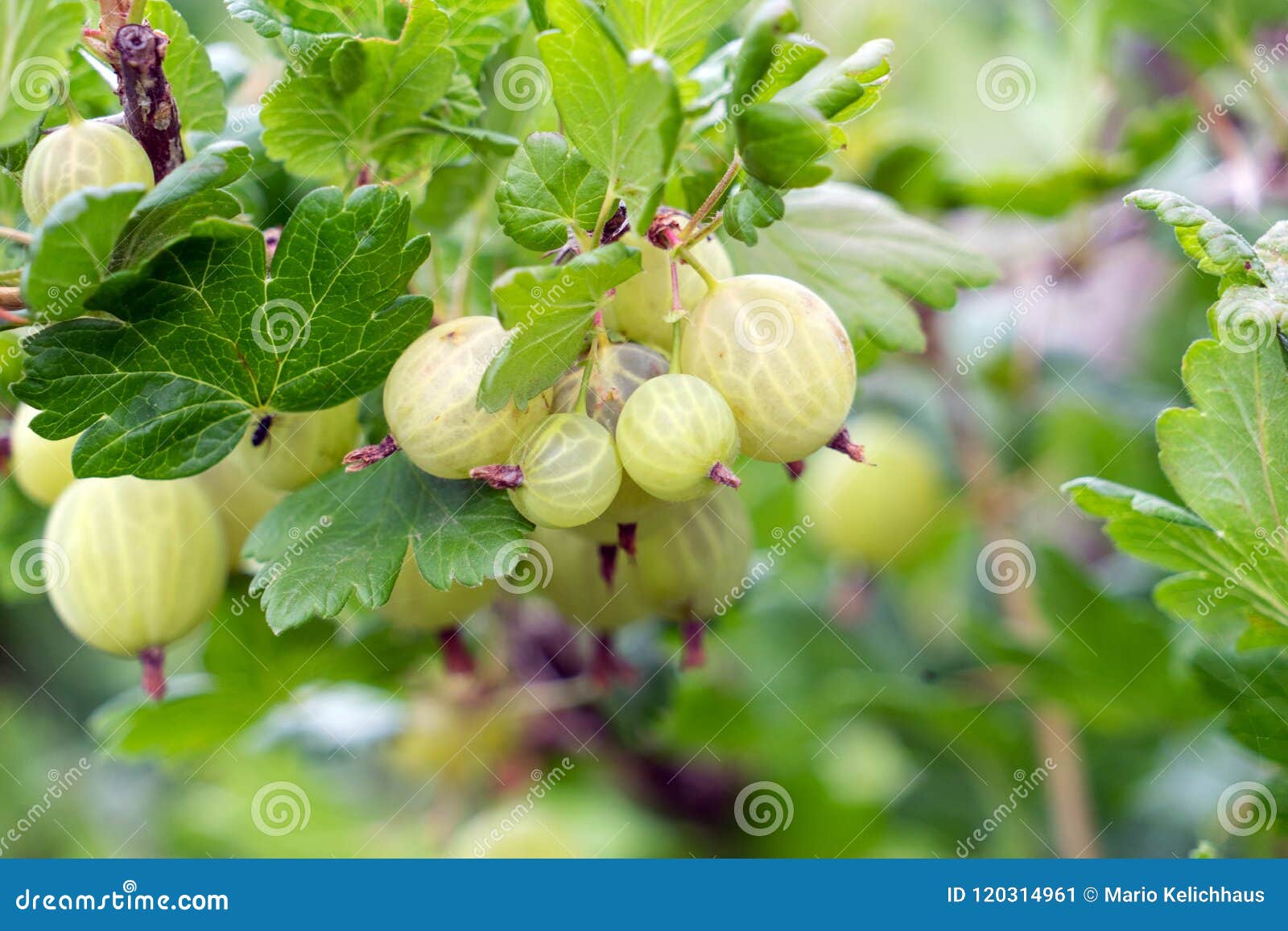 Gooseberries stock image. Image of shrub, delicious - 120314961