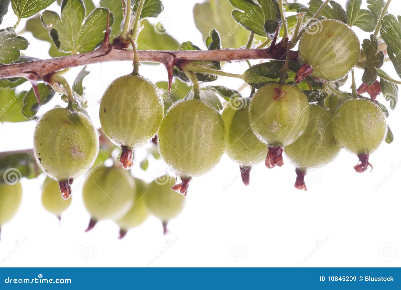 Gooseberries over white stock image. Image of ripe, healthy - 10845209
