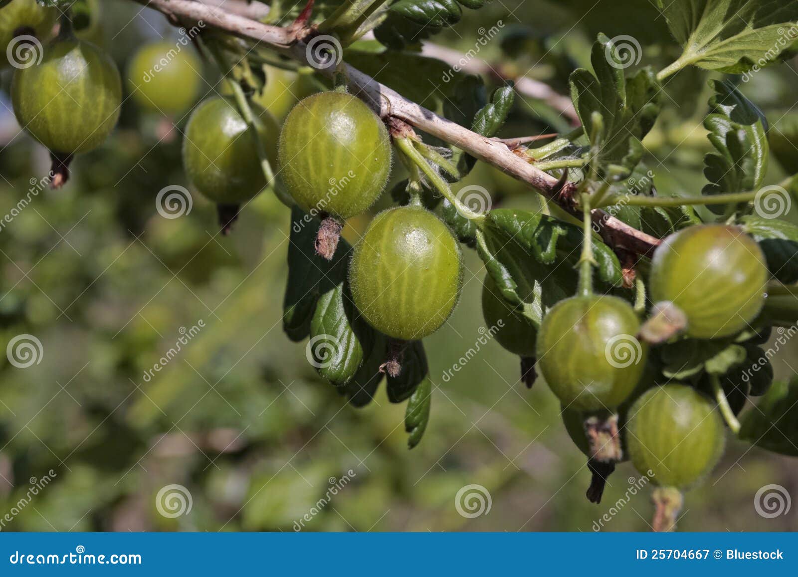 Gooseberries plant stock image. Image of green, outdoor - 25704667
