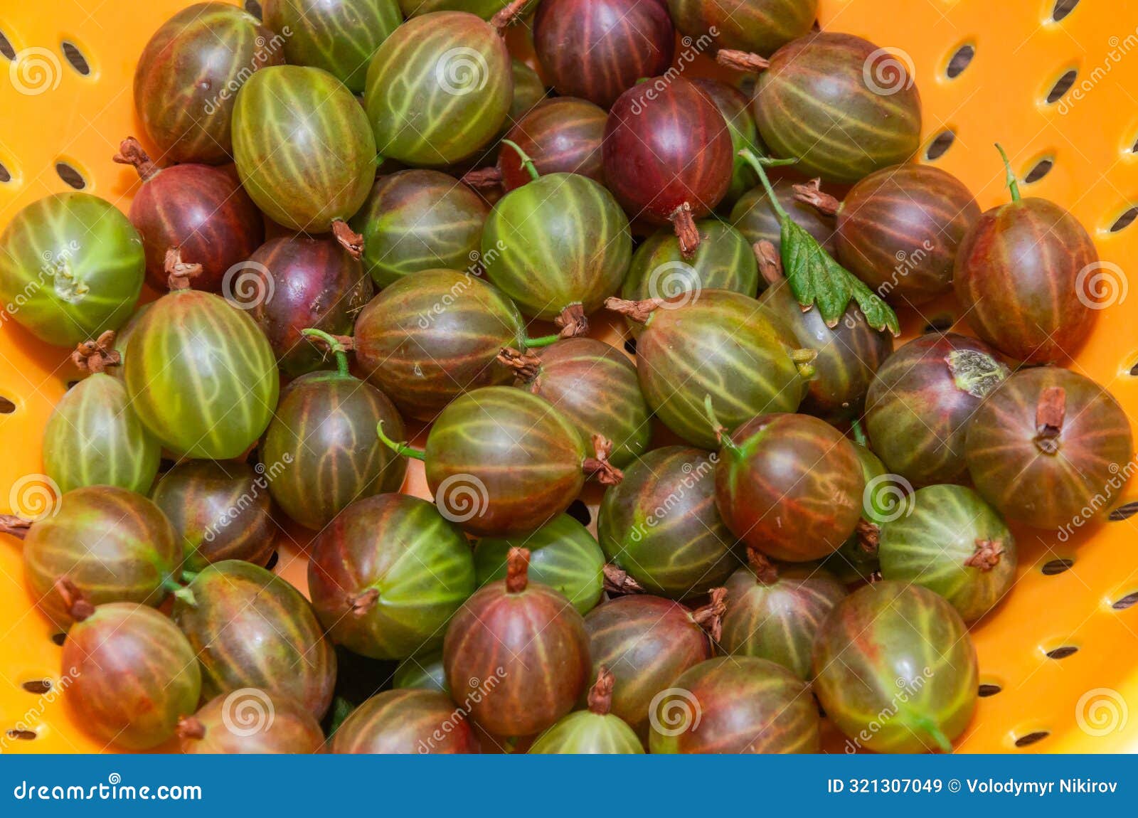 Gooseberries during Washing with Water Stock Image - Image of harvest ...