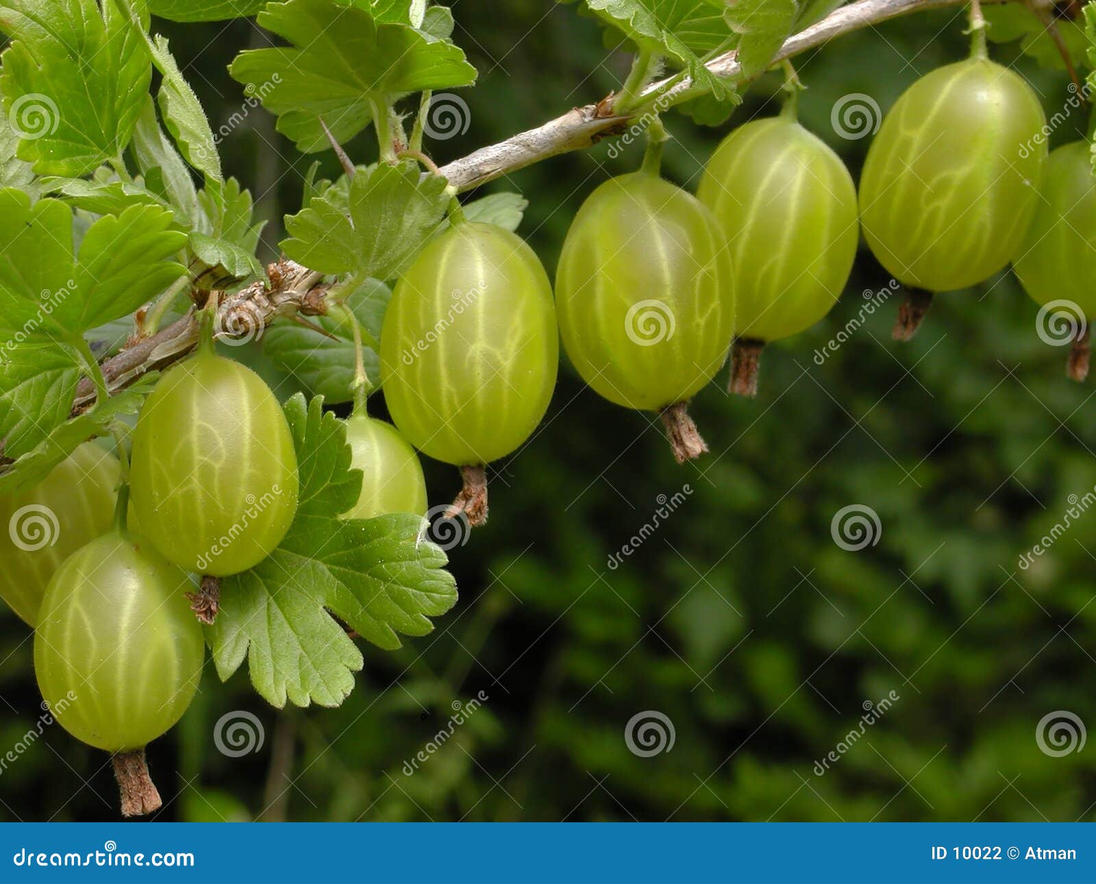 Gooseberry stock photo. Image of nutrition, gooseberry, diet - 10022