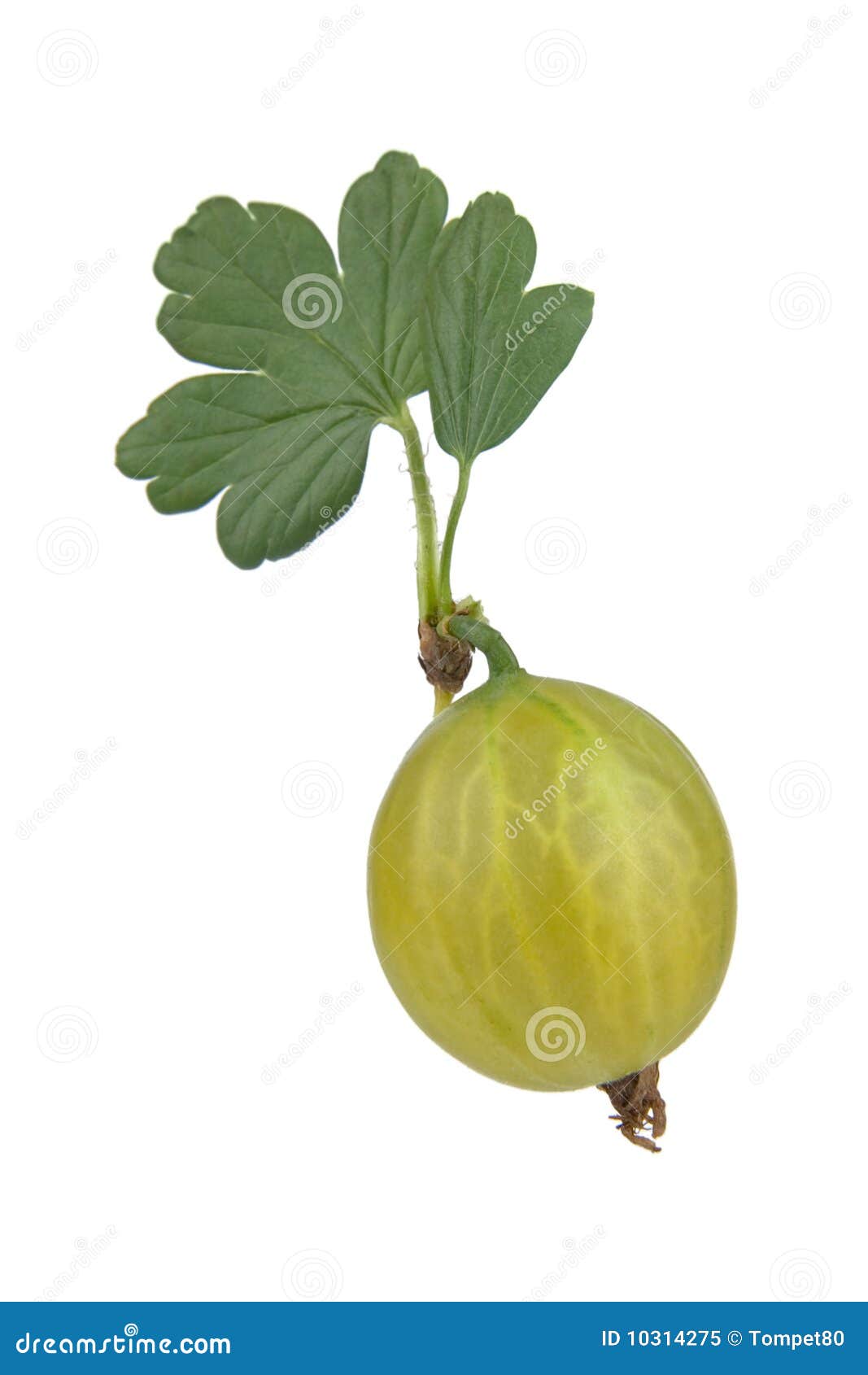 Gooseberry stock image. Image of edible, crop, juicy - 10314275