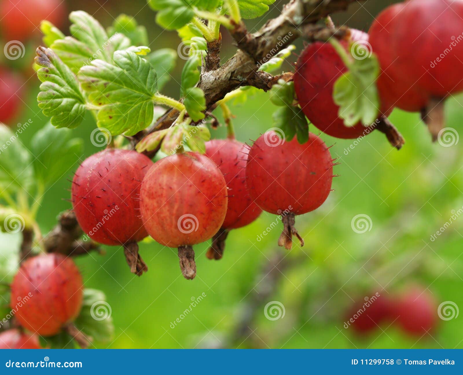 Gooseberry stock photo. Image of food, twig, goose, branch - 11299758