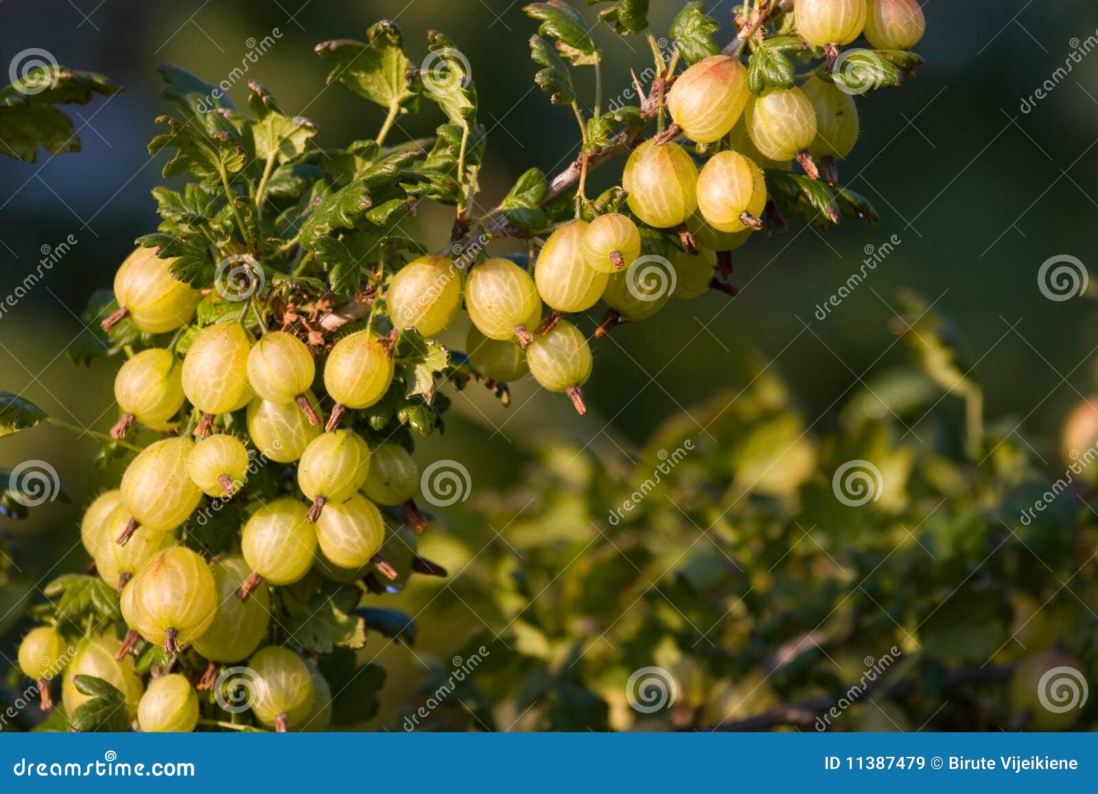 Gooseberry stock image. Image of harvest, gooseberry - 11387479