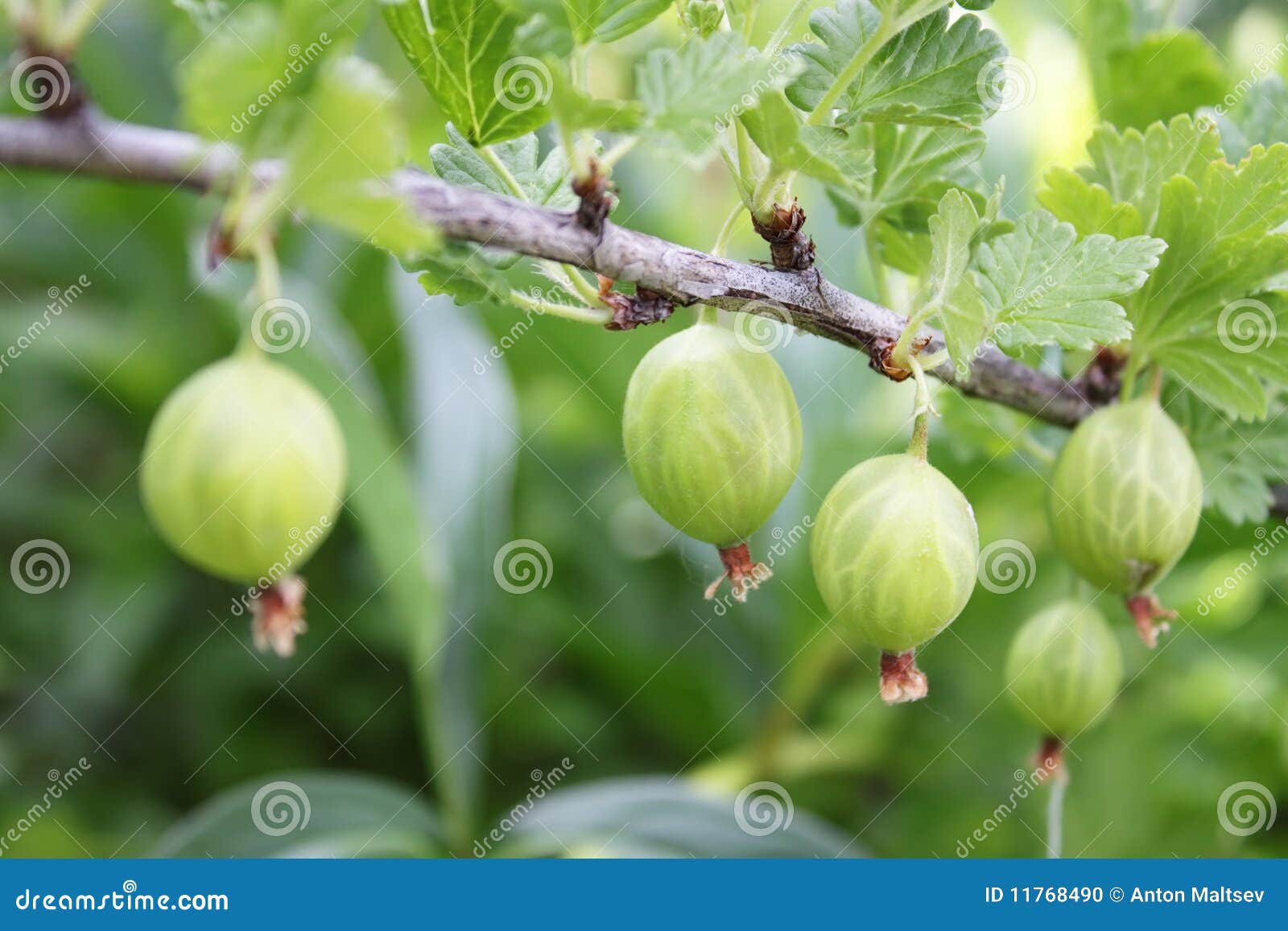 Gooseberry stock photo. Image of fruit, gooseberry, green - 11768490