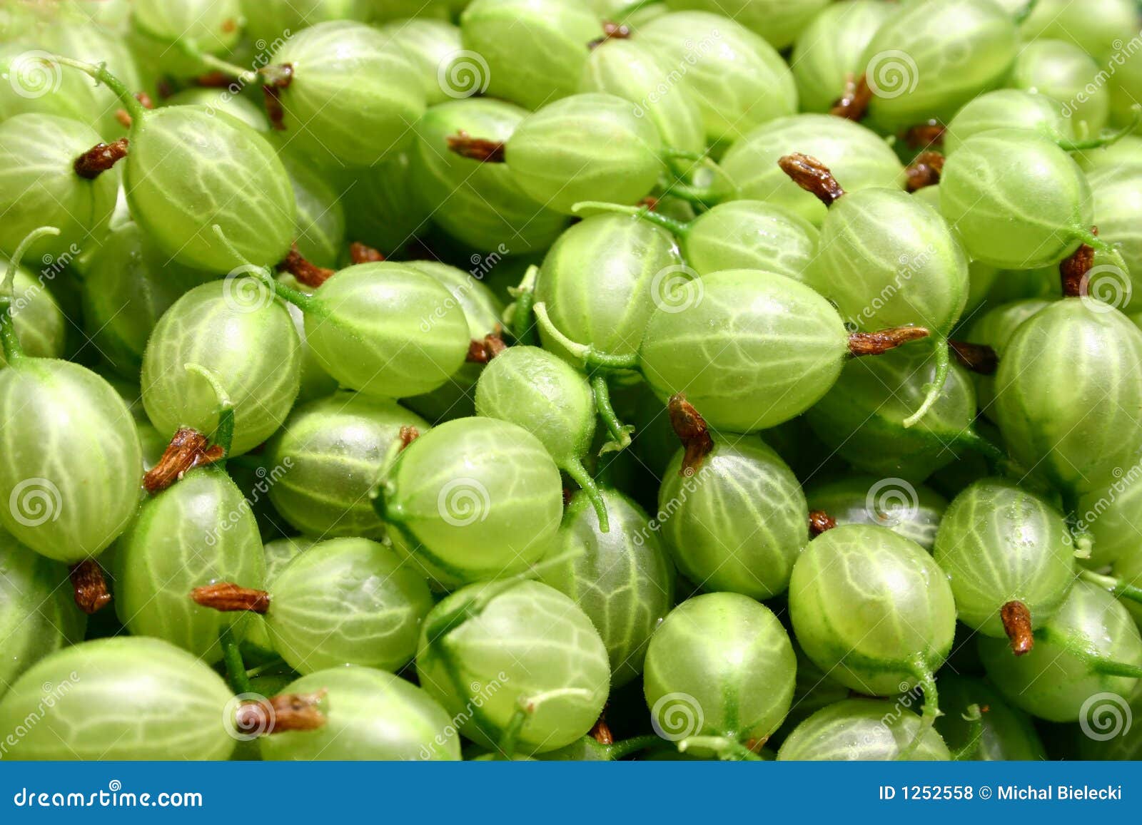 Gooseberry stock photo. Image of acrid, green, food, gooseberry - 1252558