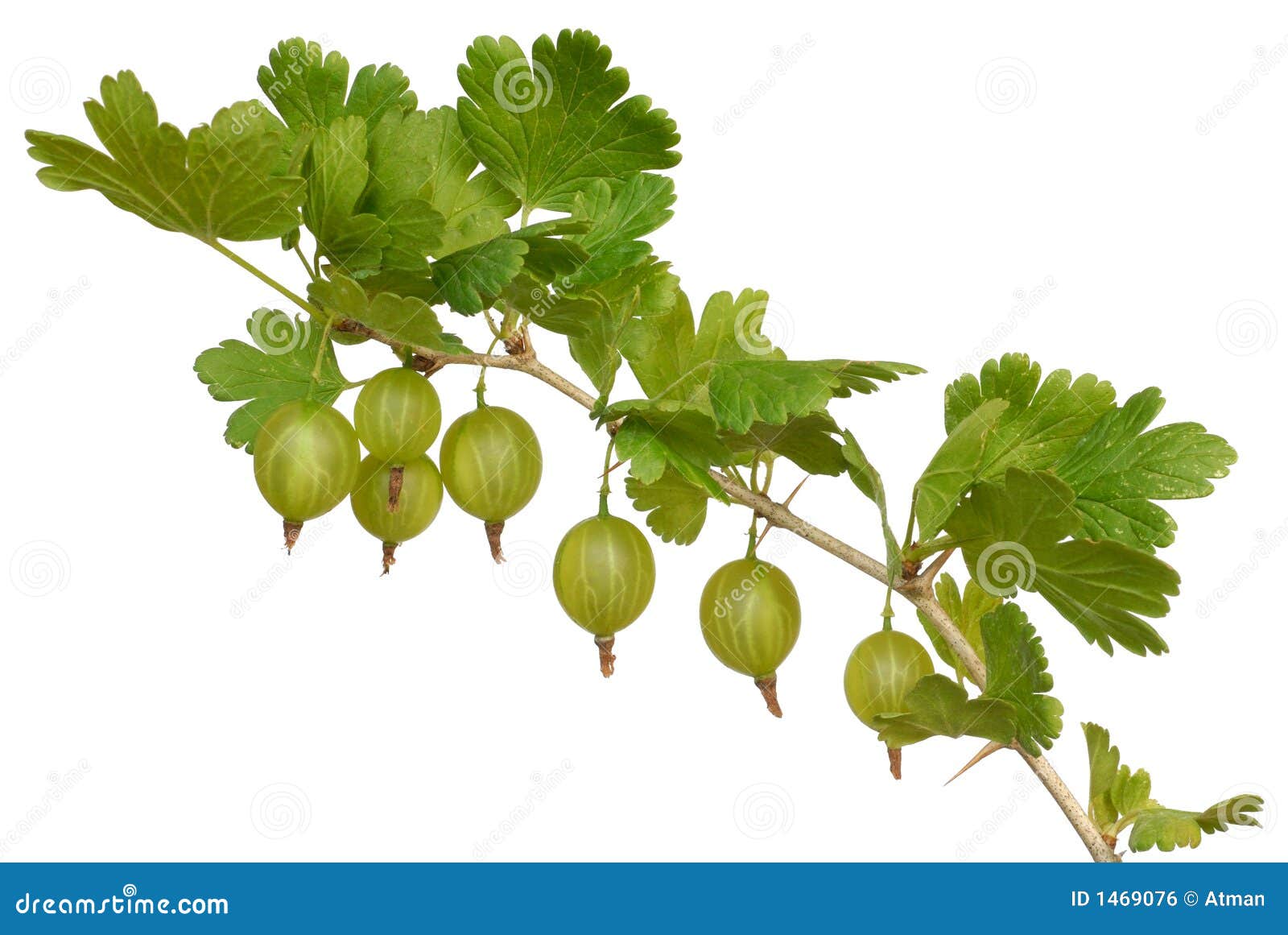 Gooseberry stock photo. Image of fruit, nutrition, gooseberries - 1469076