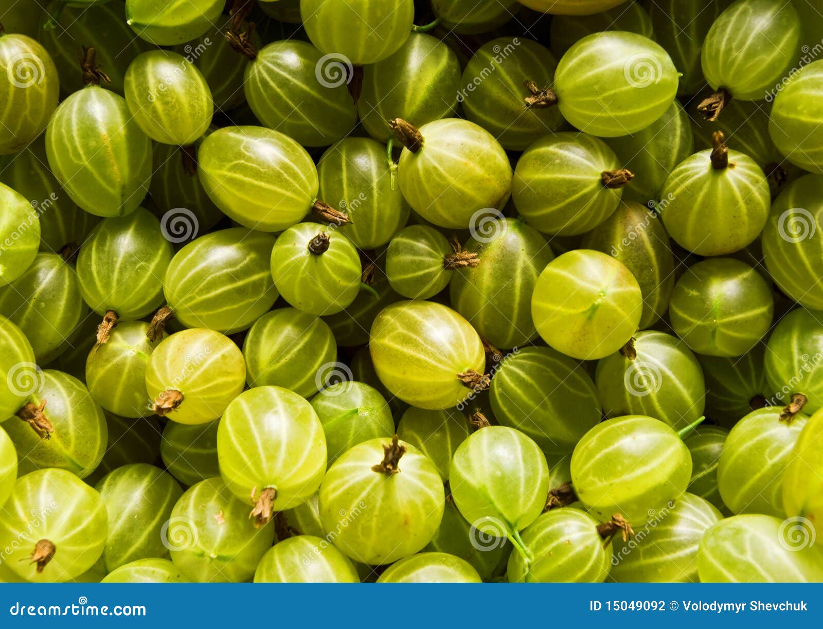 Gooseberry stock photo. Image of nature, fruit, green - 15049092