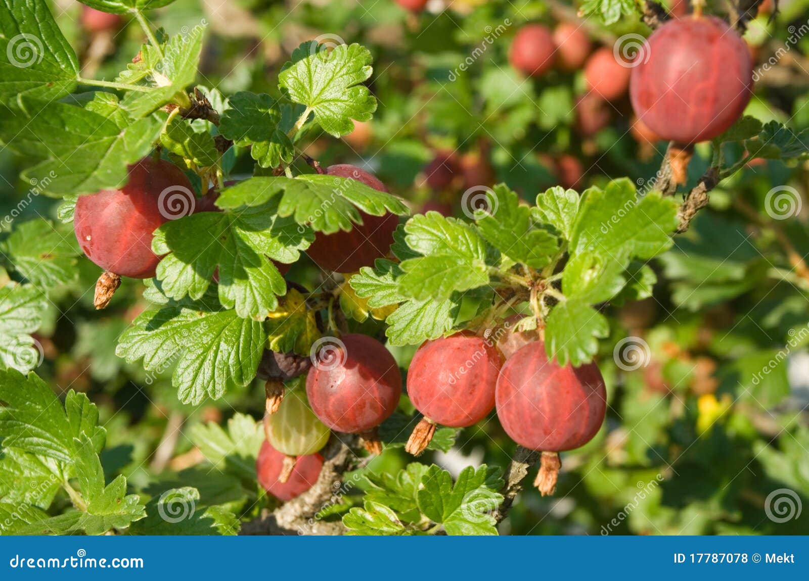 Gooseberry stock photo. Image of nutrition, gooseberries - 17787078