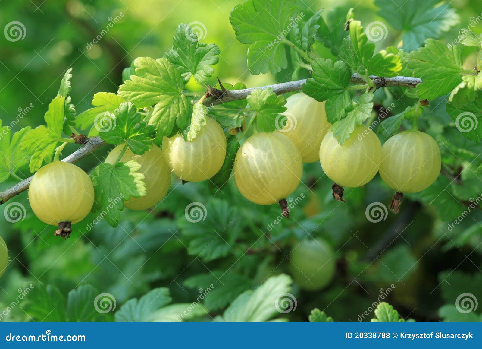 Gooseberry stock photo. Image of bush, ribes, flora, berry - 20338788
