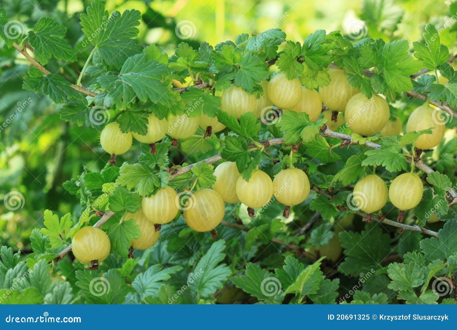 Gooseberry stock image. Image of flora, natural, polish - 20691325
