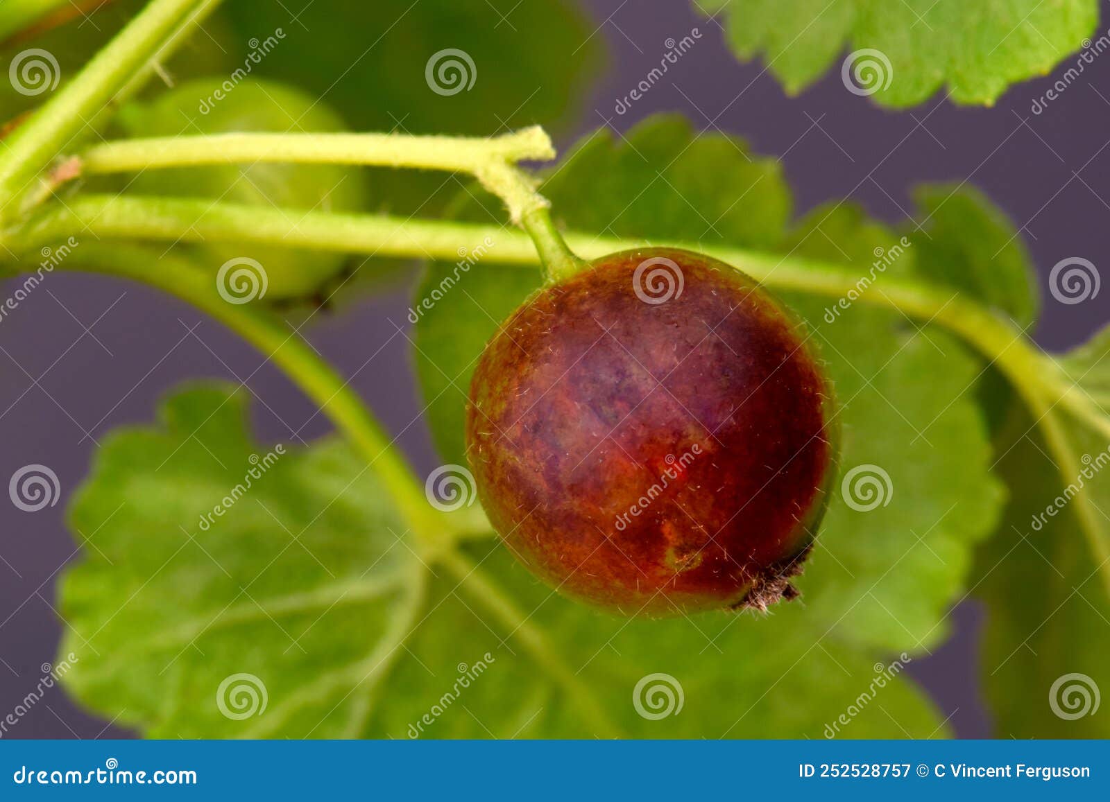 Solo Gooseberry Green Leaves 01 Stock Image - Image of purple, currants ...