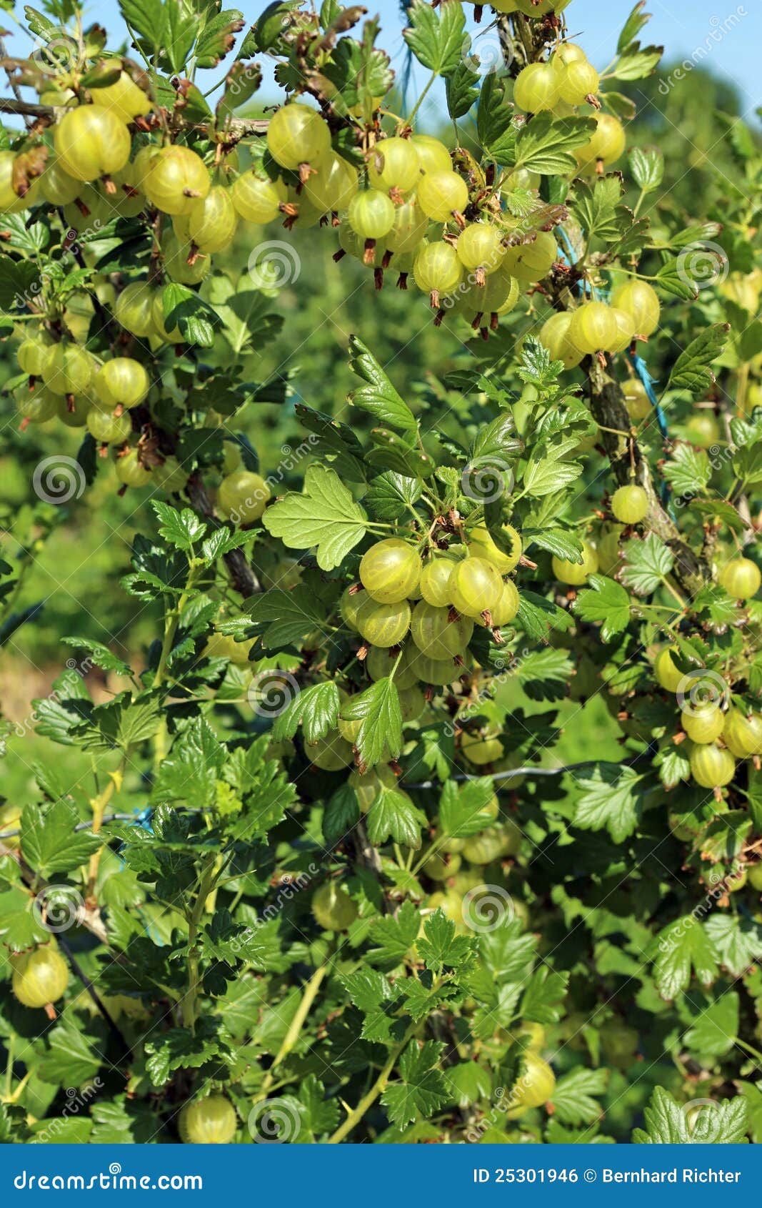 Gooseberry stock photo. Image of macro, nutrition, berry - 25301946
