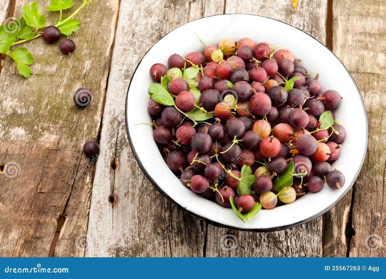 Gooseberry stock image. Image of small, gooseberry, life - 25567263