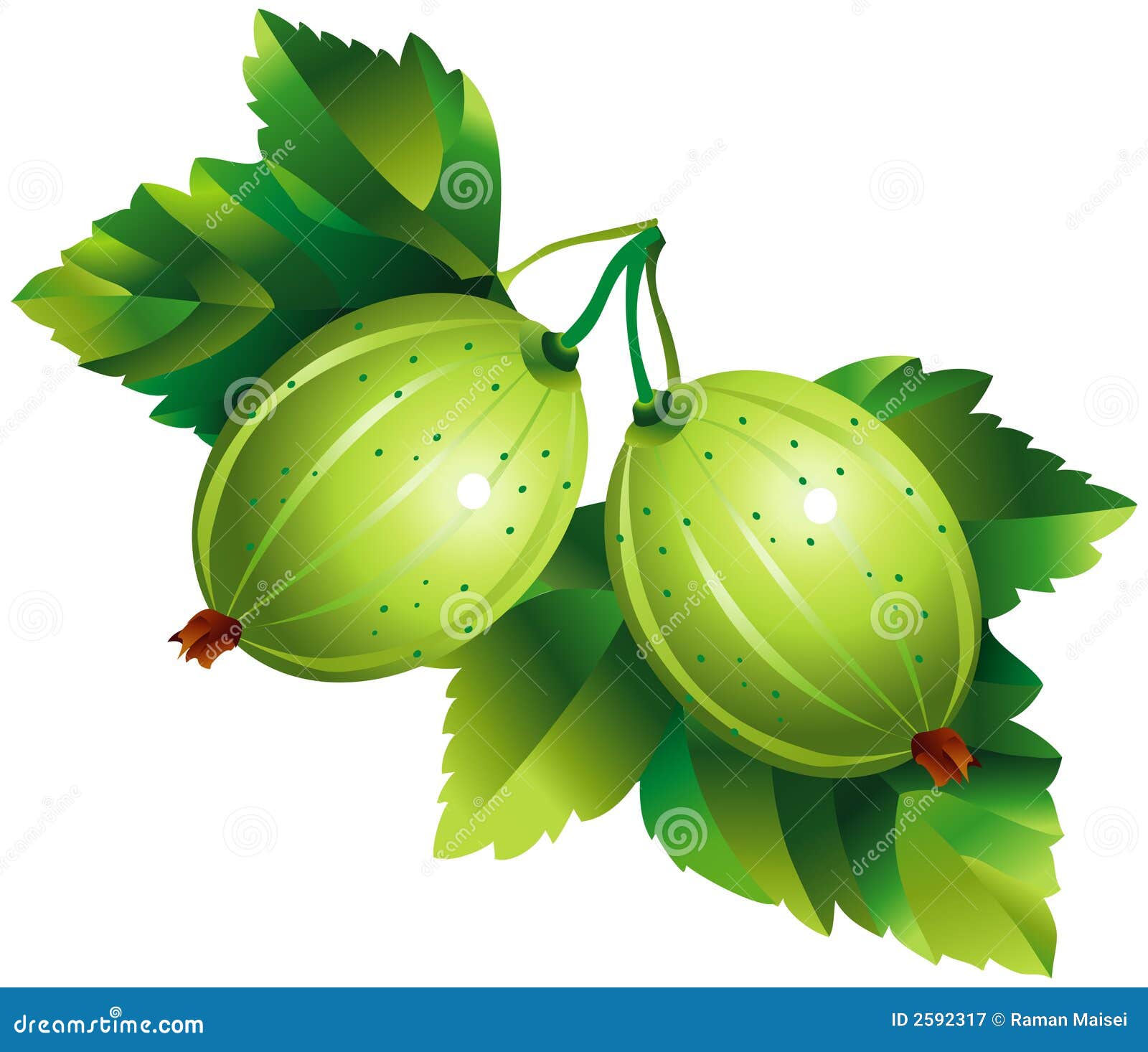 Gooseberry stock vector. Illustration of food, leaf, appetizing - 2592317