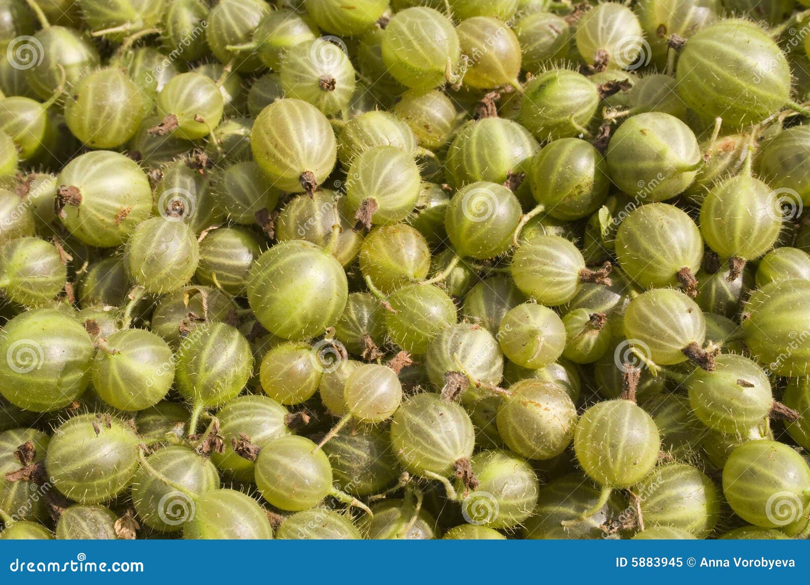 Gooseberry stock image. Image of background, vegetable - 5883945
