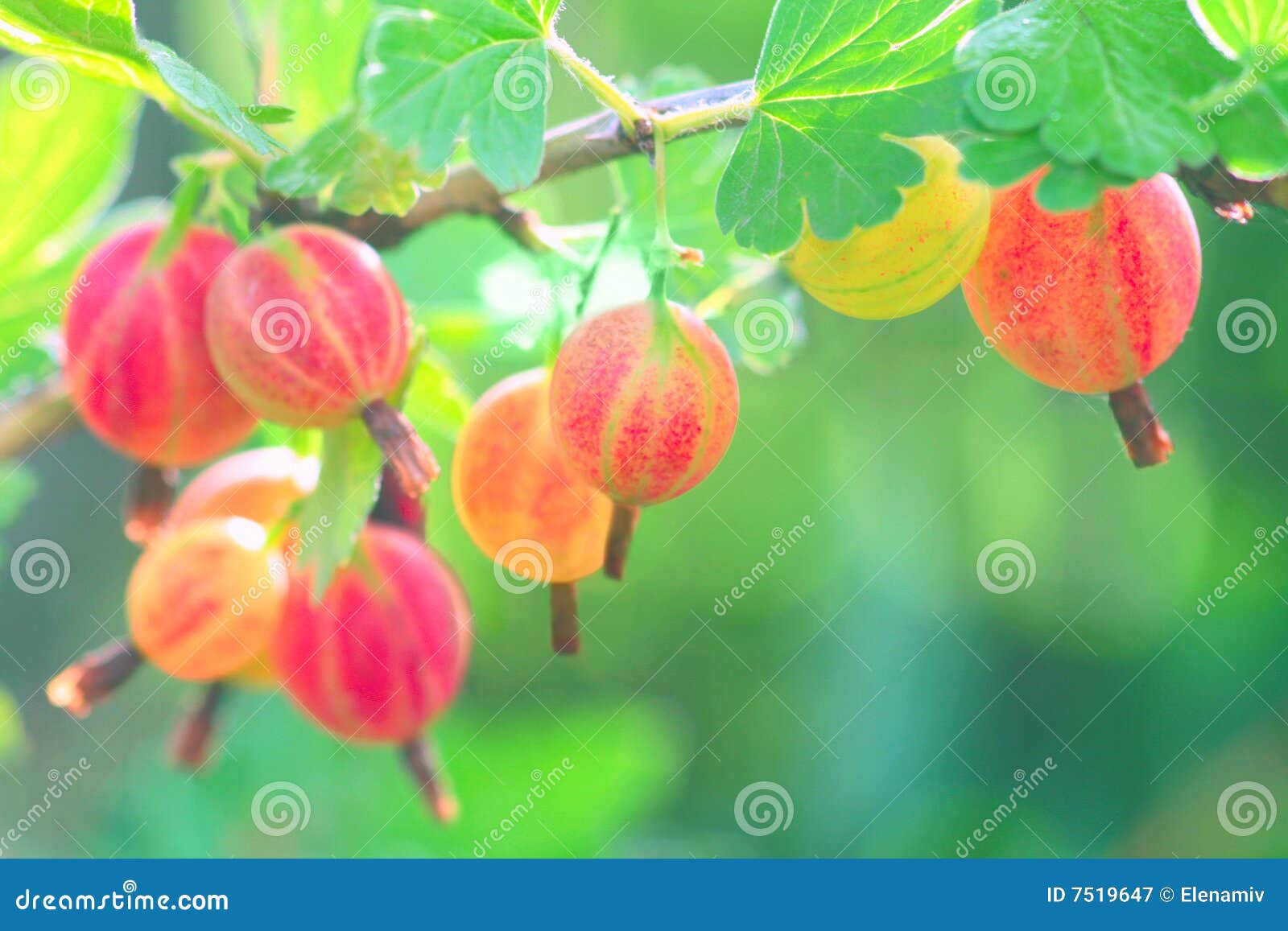 Gooseberry. stock image. Image of color, agriculture, food - 7519647