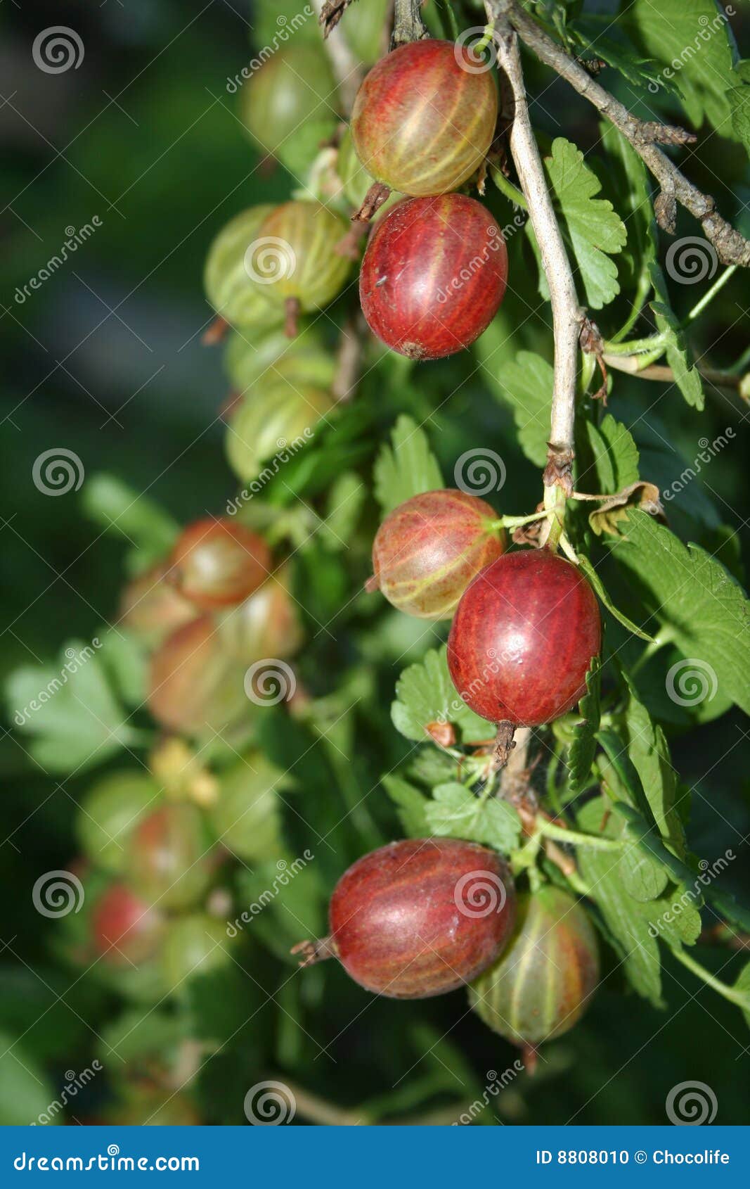 Gooseberry stock photo. Image of food, agriculture, gourmet - 8808010