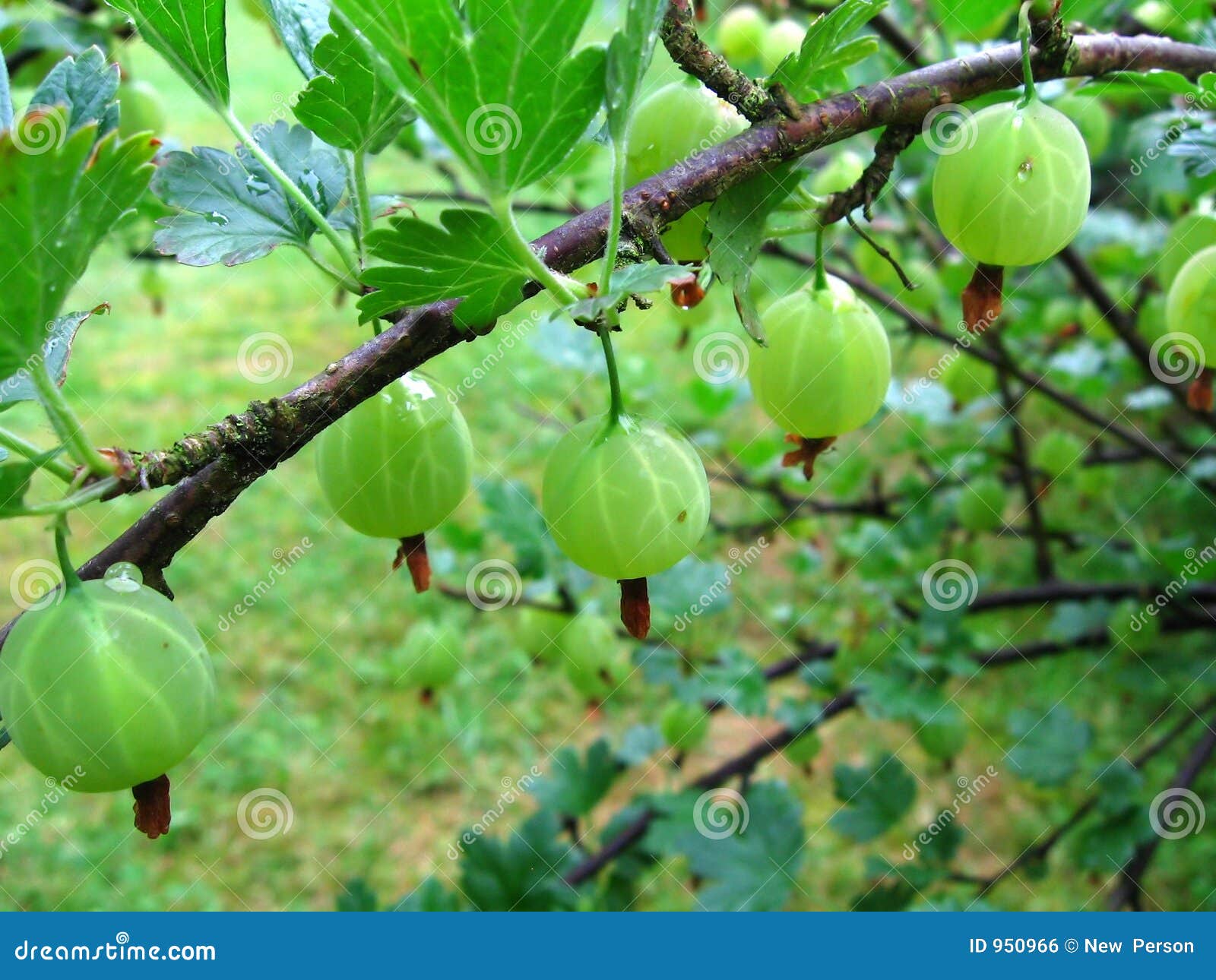 Gooseberry stock photo. Image of green, food, gooseberries - 950966