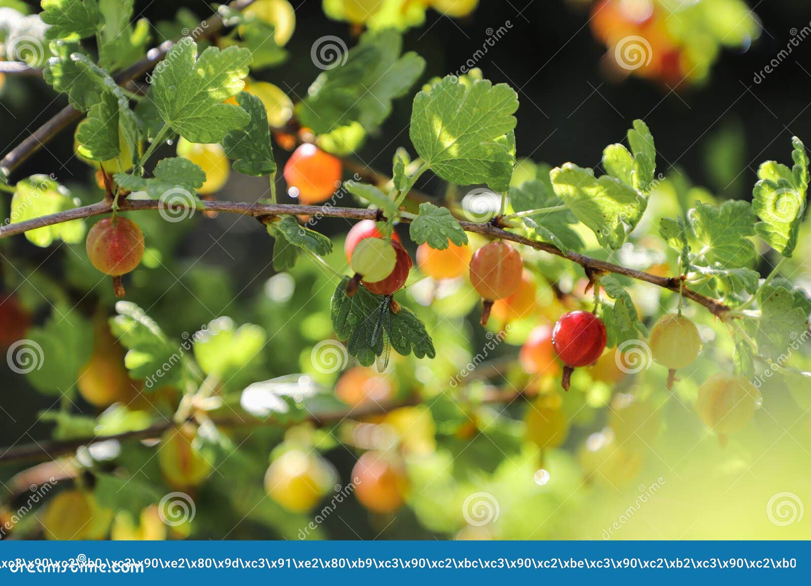 Gooseberry As A Fresh And Processed Fruit. Spit Bite And Laxative. On ...