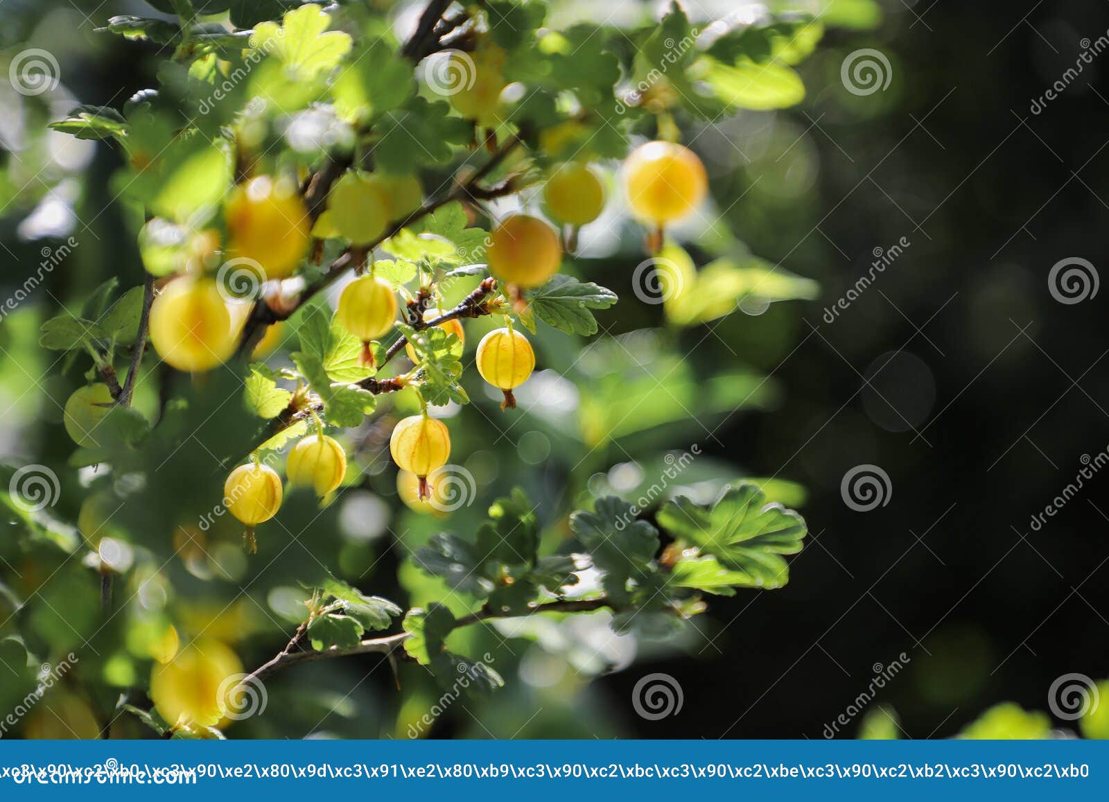Gooseberry As A Fresh And Processed Fruit. Spit Bite And Laxative. On ...