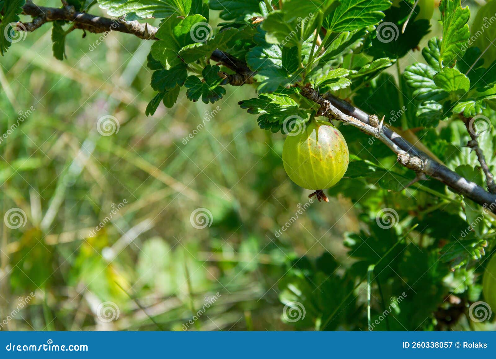 Gooseberry stock image. Image of flora, edible, gooseberry - 260338057