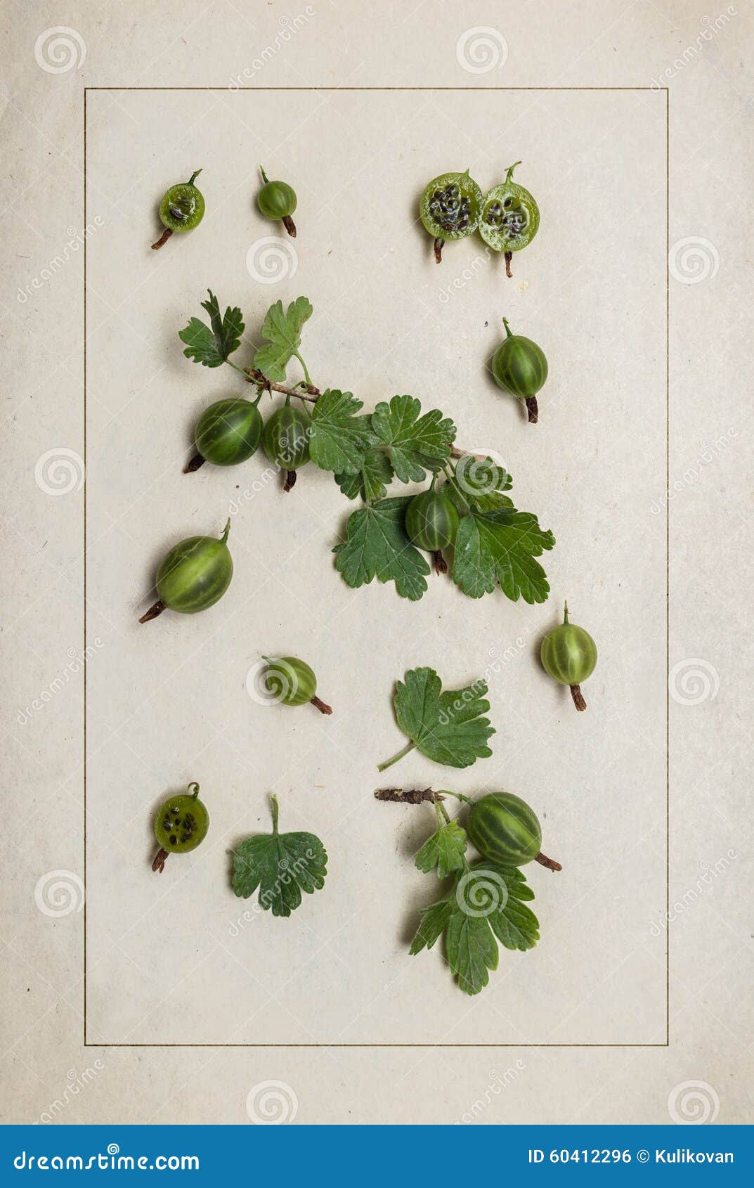 Gooseberry Botanical Herbarium. Leafs and Berries Stock Photo - Image ...