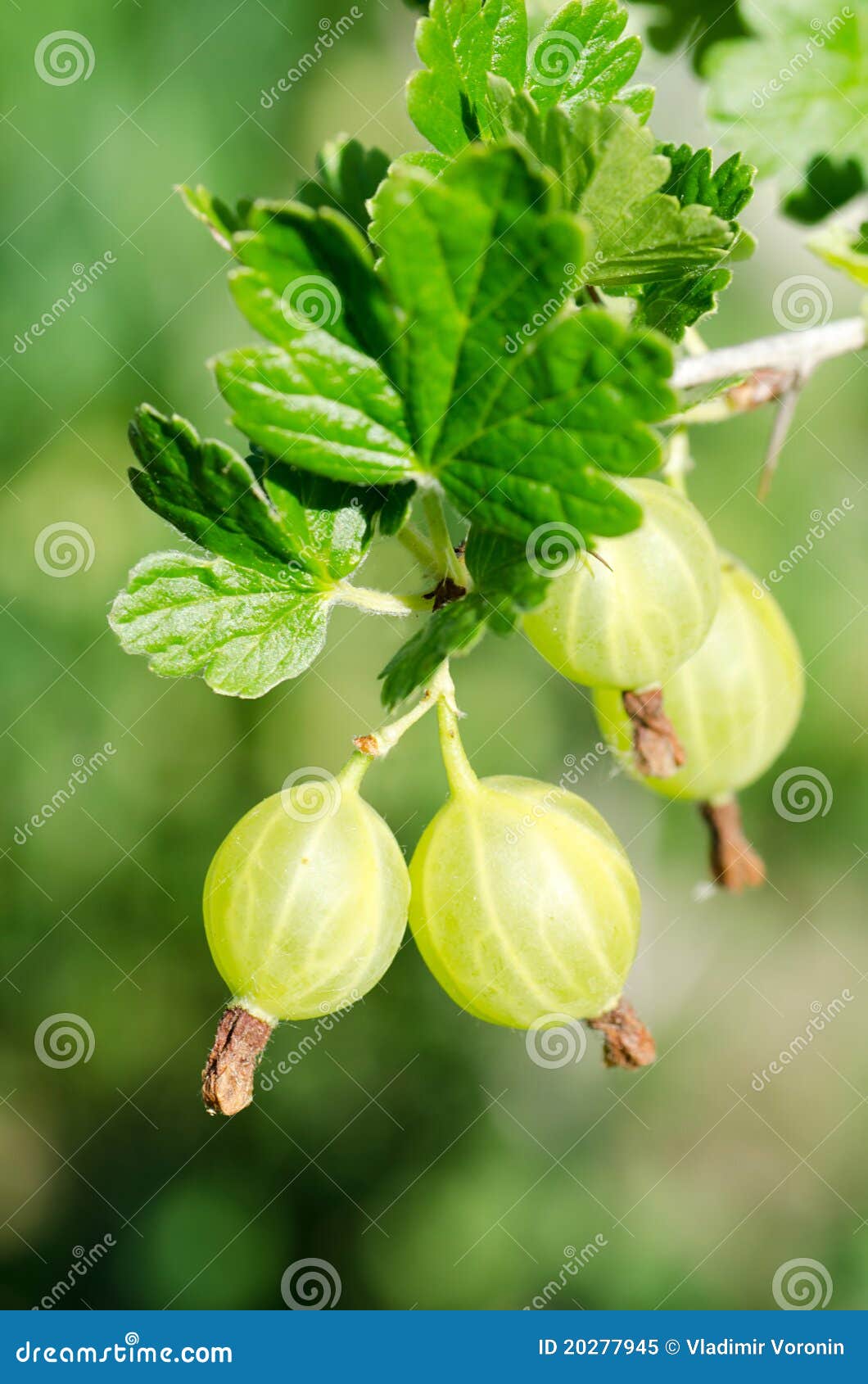 Gooseberry on a branch stock image. Image of leaf, floral - 20277945