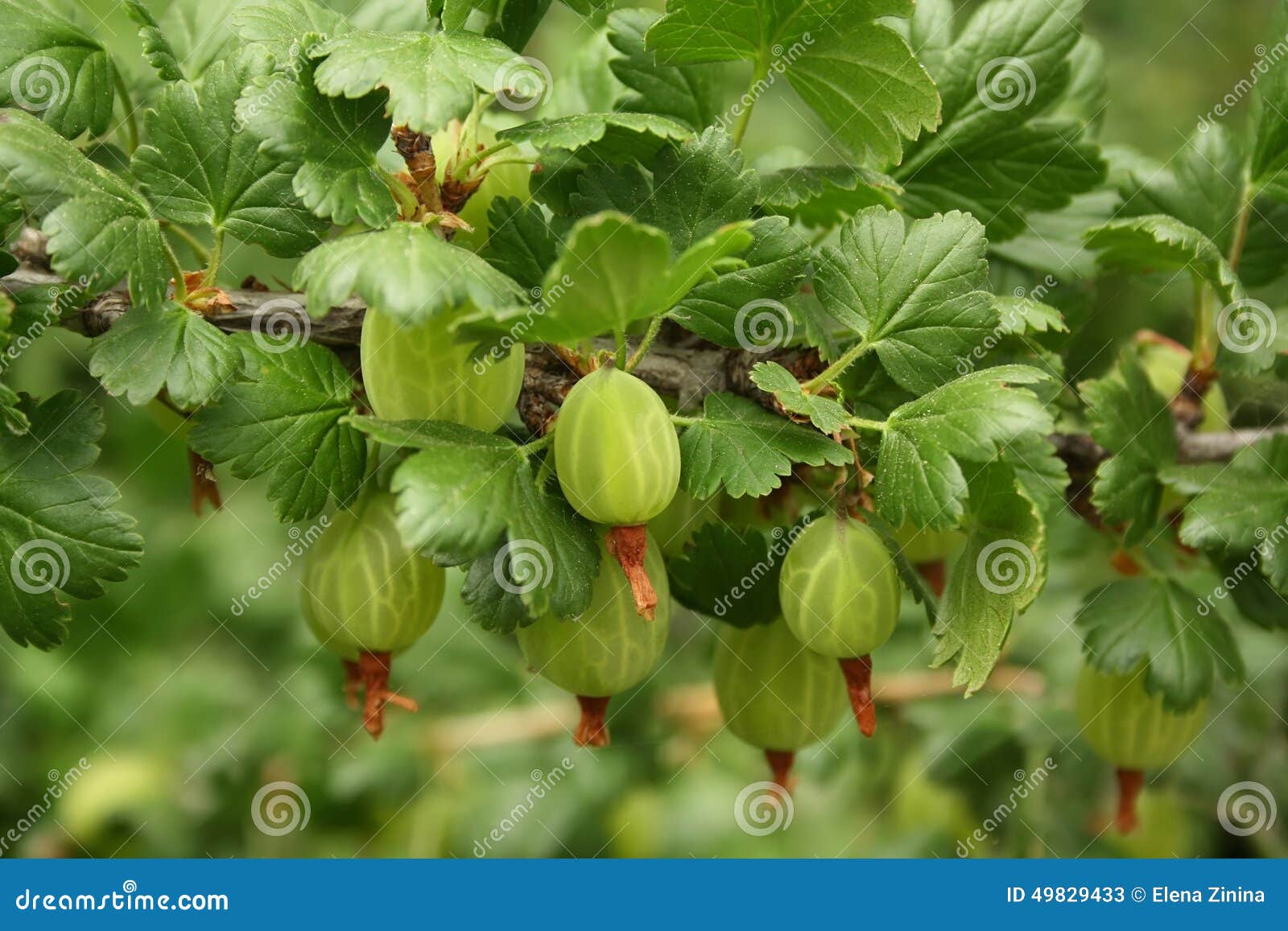 Gooseberry Bush with Berries and Leaves Stock Image - Image of leaves ...
