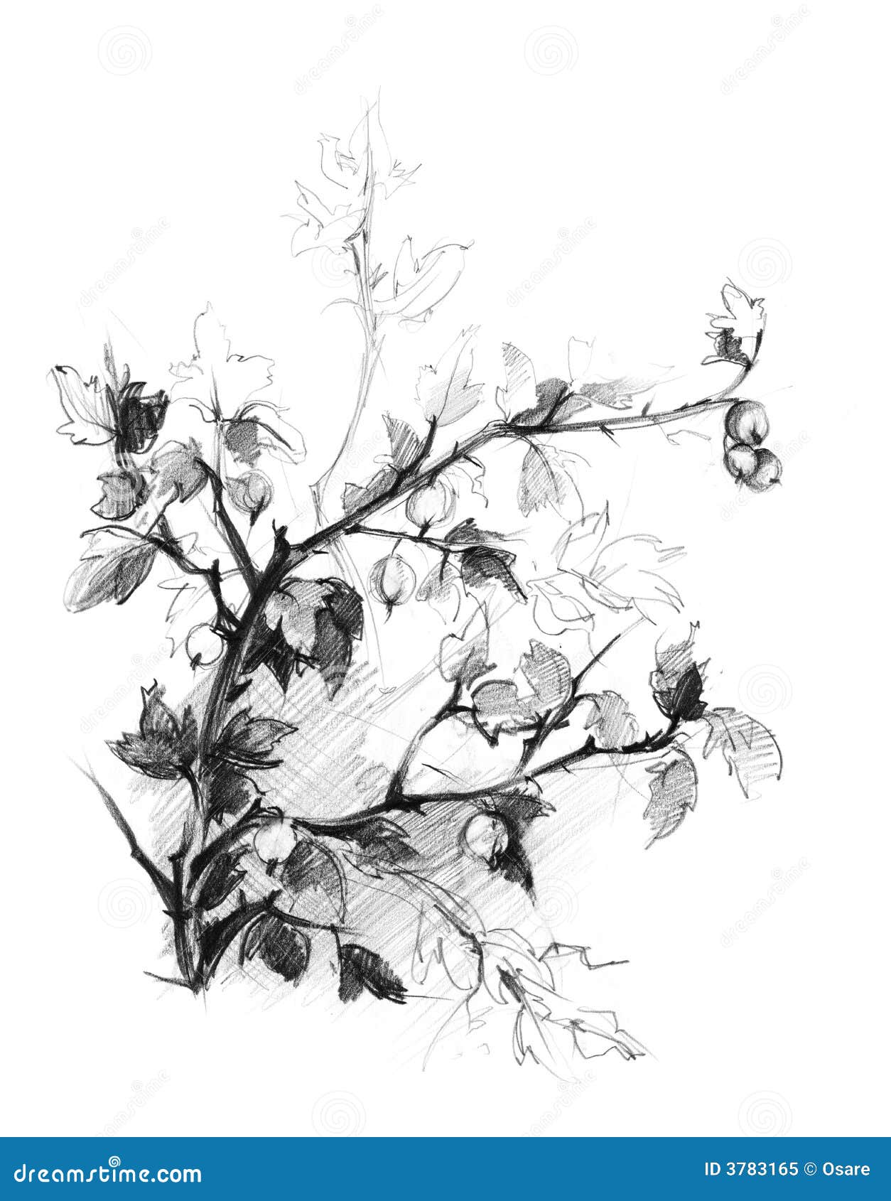 Gooseberry Cartoons, Illustrations & Vector Stock Images - 17086 ...