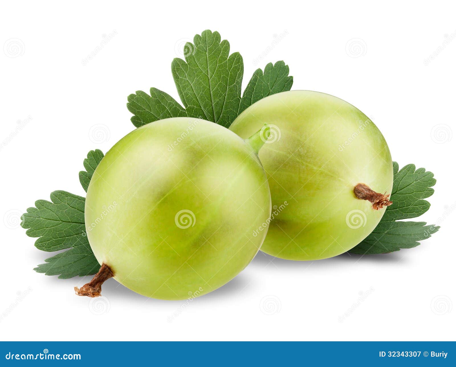 Gooseberry stock image. Image of ingredient, fresh, macro - 32343307