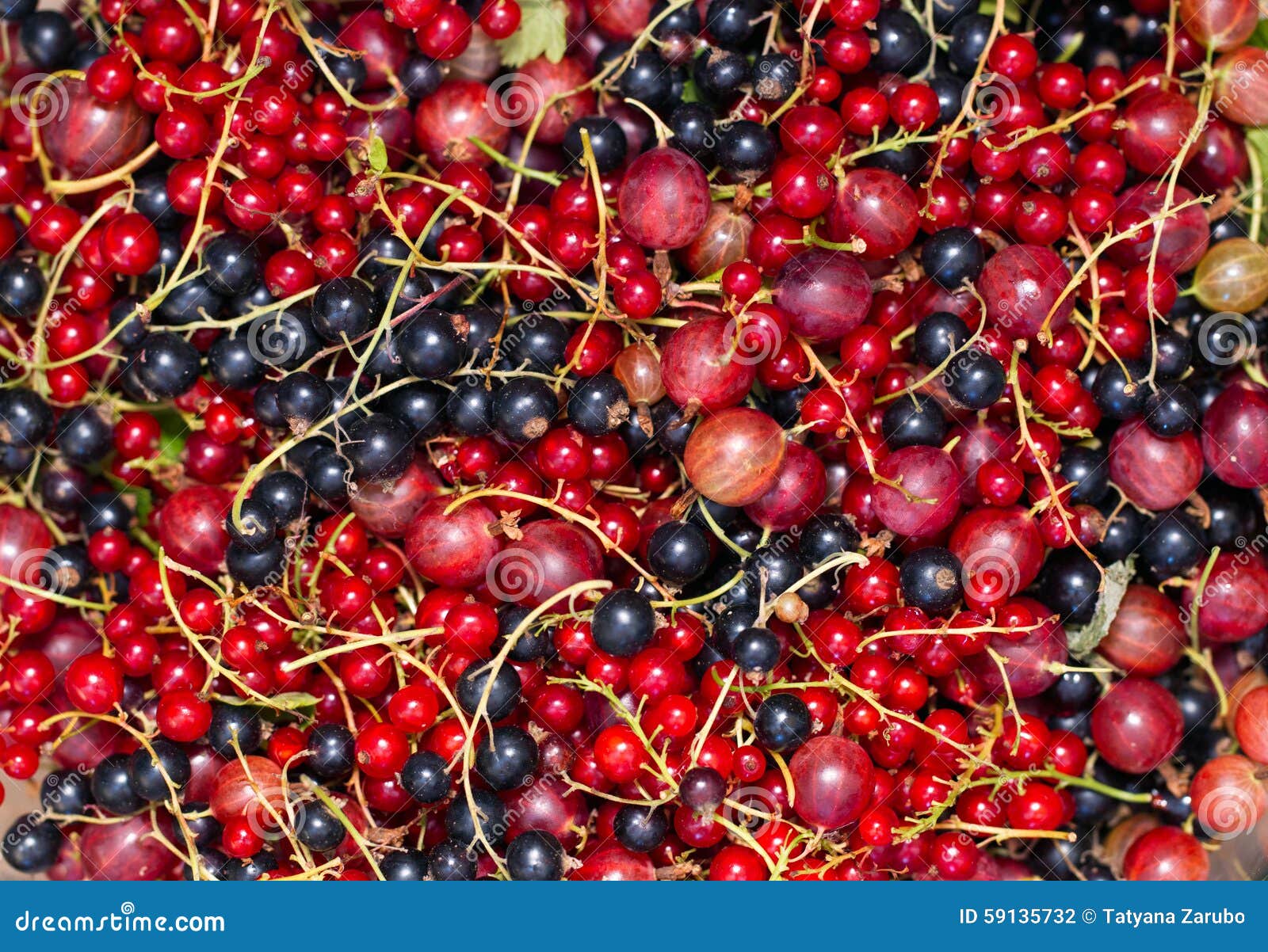Gooseberry Currant Black and Red on a Table Stock Photo - Image of ...