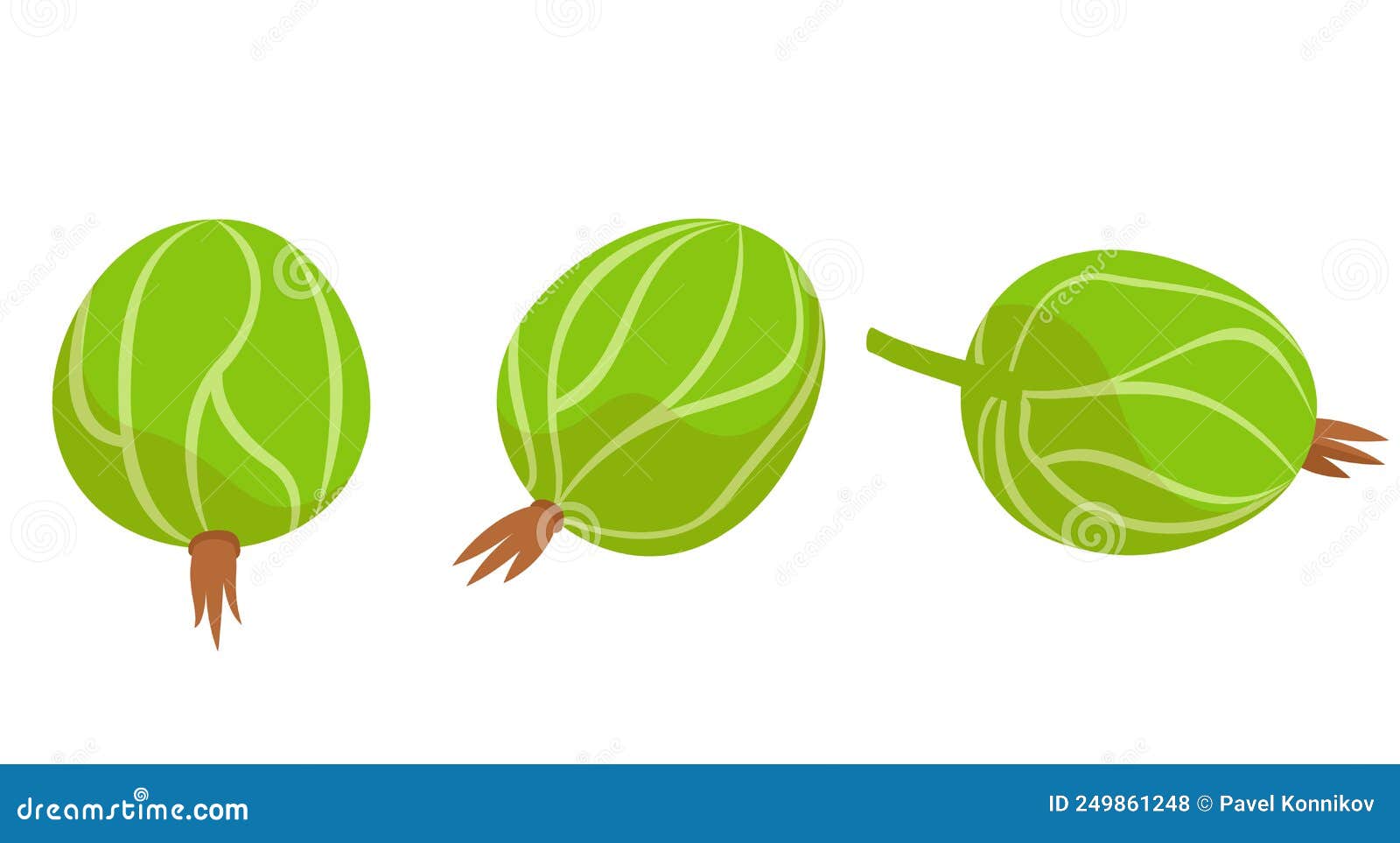 Gooseberry in Different Angles. Stock Vector - Illustration of green ...