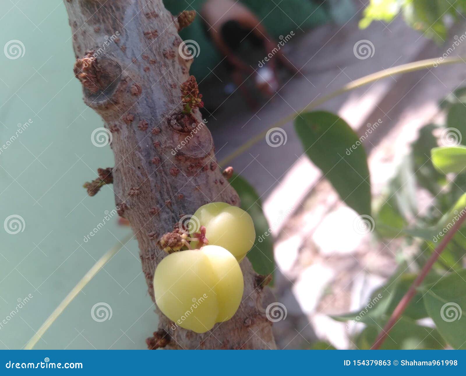 Gooseberry stock image. Image of yellow, gooseberry - 154379863