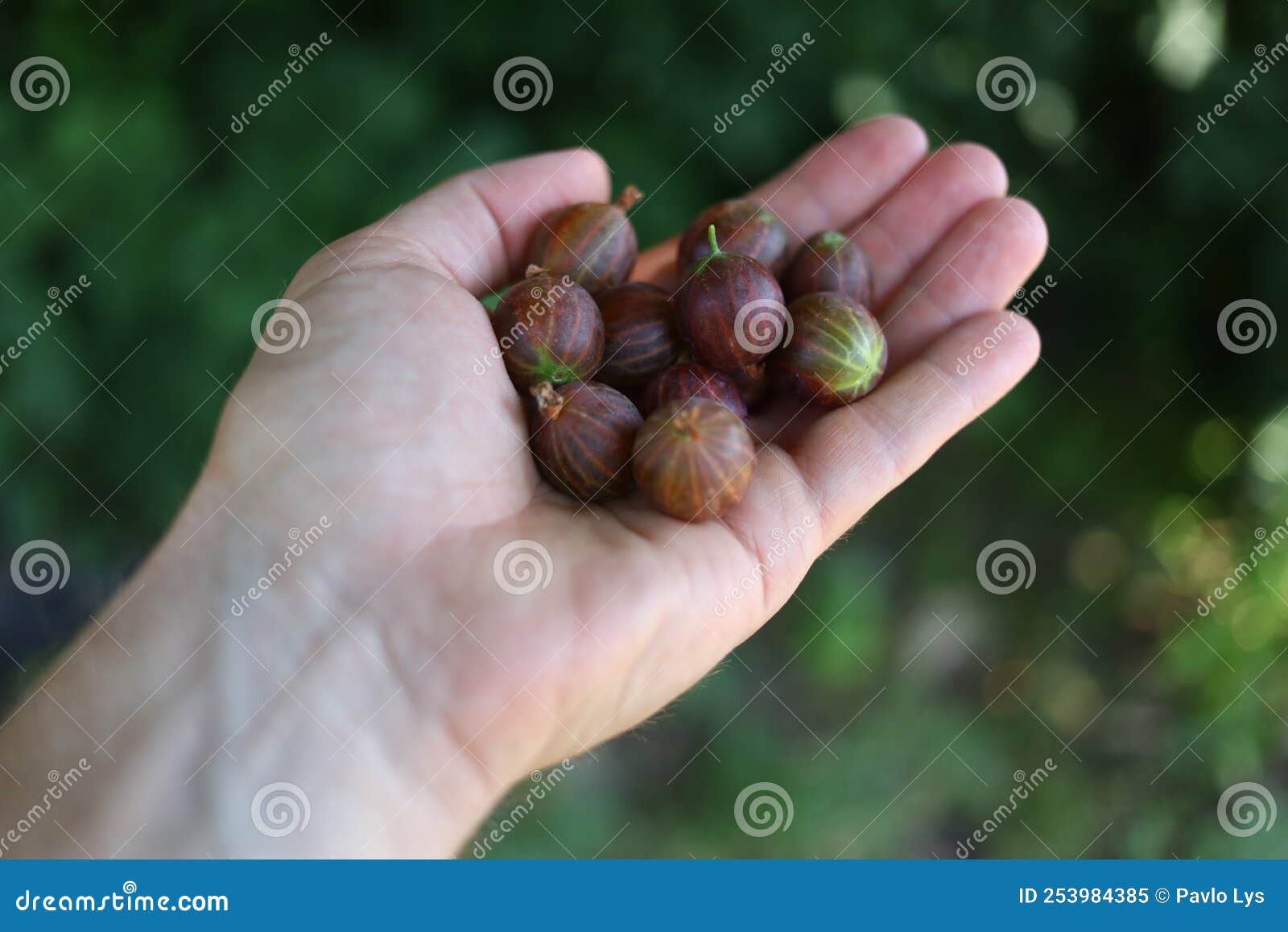 Gooseberry in Hand. Berry in Palm Stock Image - Image of green, closeup ...