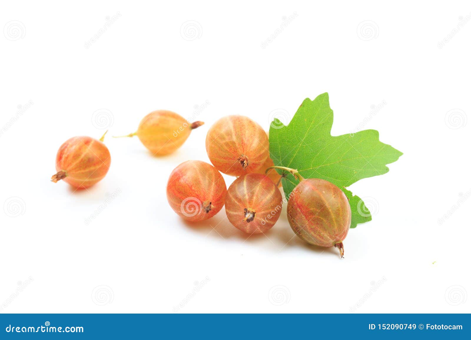 Gooseberry Isolated on White Background - Image Stock Image - Image of ...
