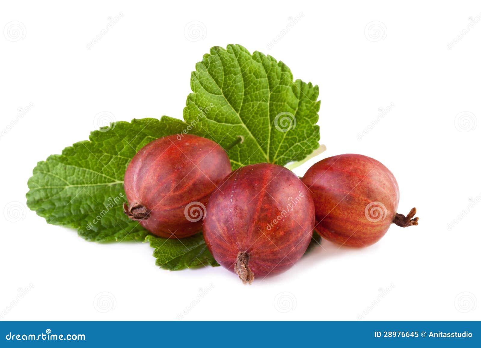 Gooseberry with Leaf Isolated on White Background Stock Image - Image ...