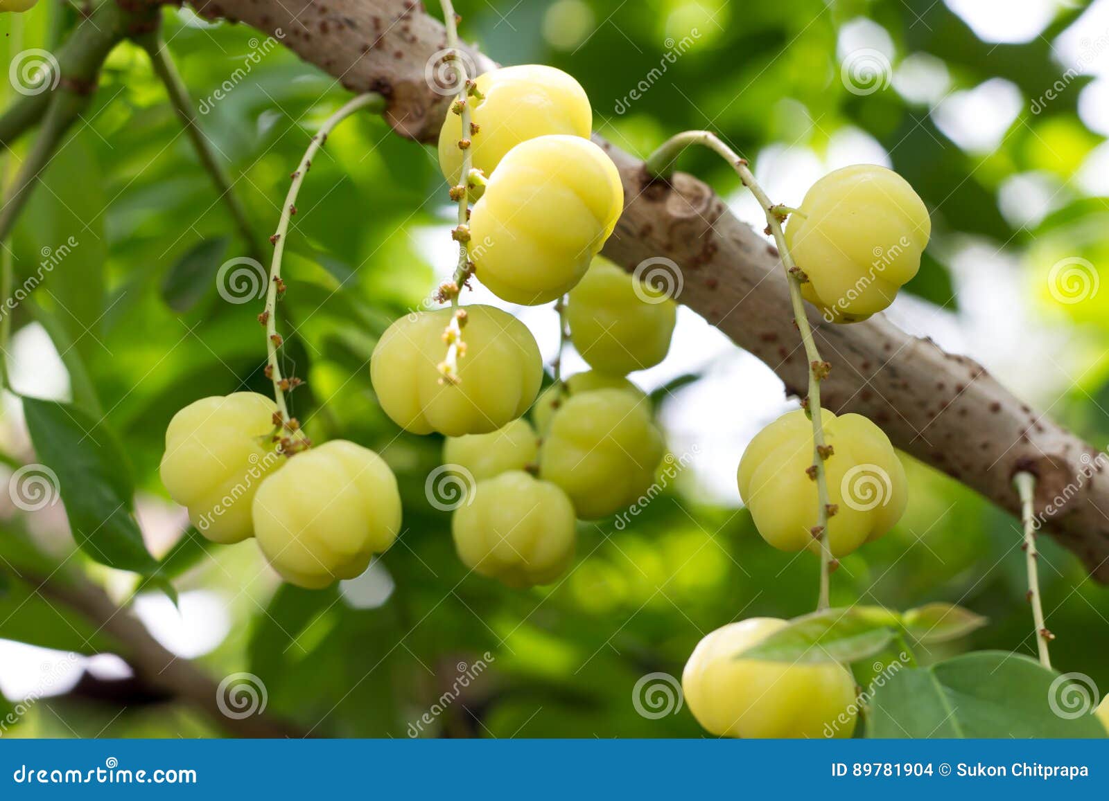 Gooseberry stock photo. Image of branch, fruit, asian - 89781904