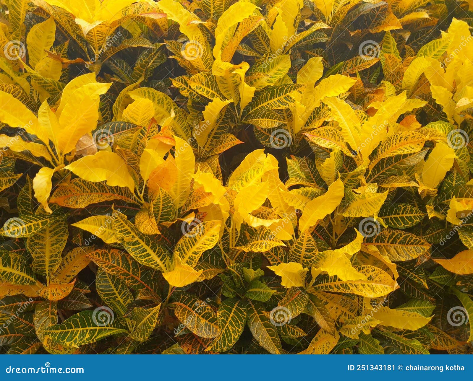 The Gooseberry Tree is Beautiful and Has Medicinal Properties As Well ...